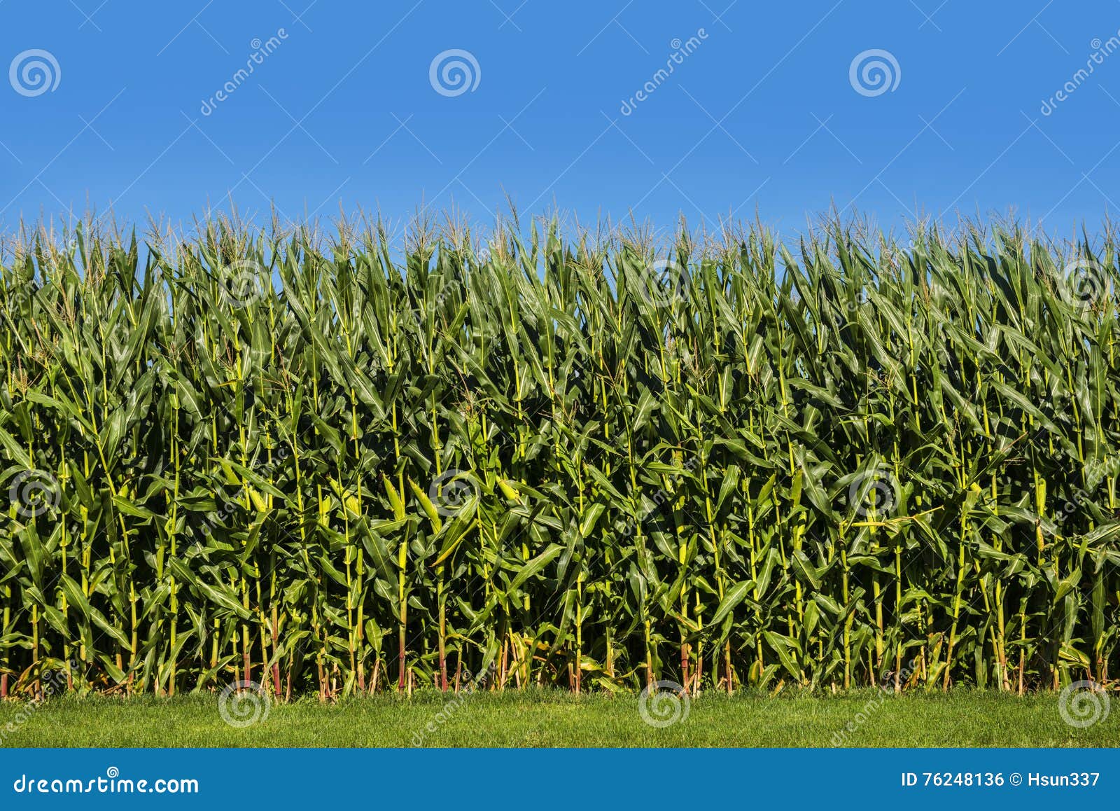 Corn Field with Blue Sky stock photo. Image of food, nature - 76248136
