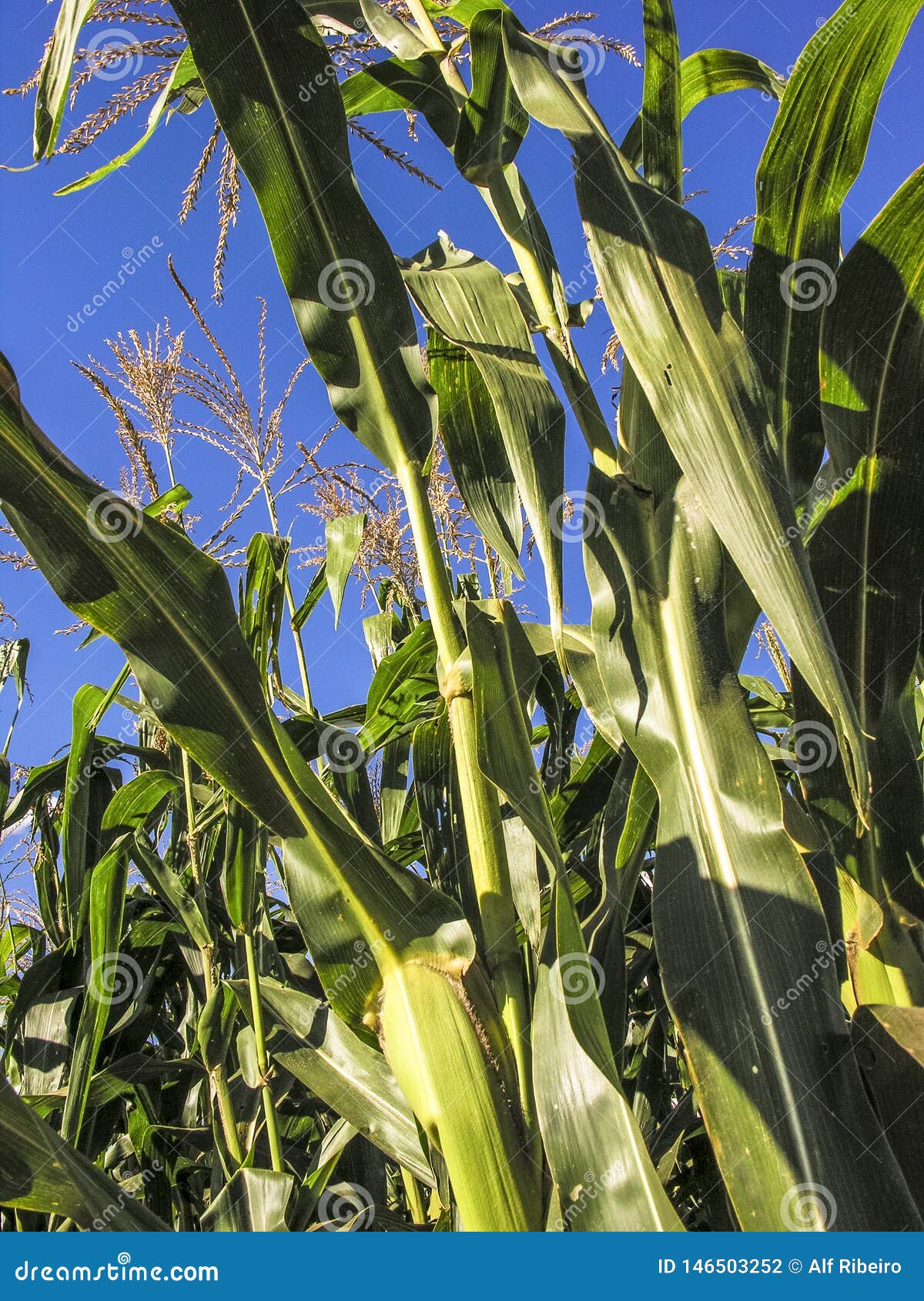 Corn field with blue sky stock photo. Image of countryside - 146503252