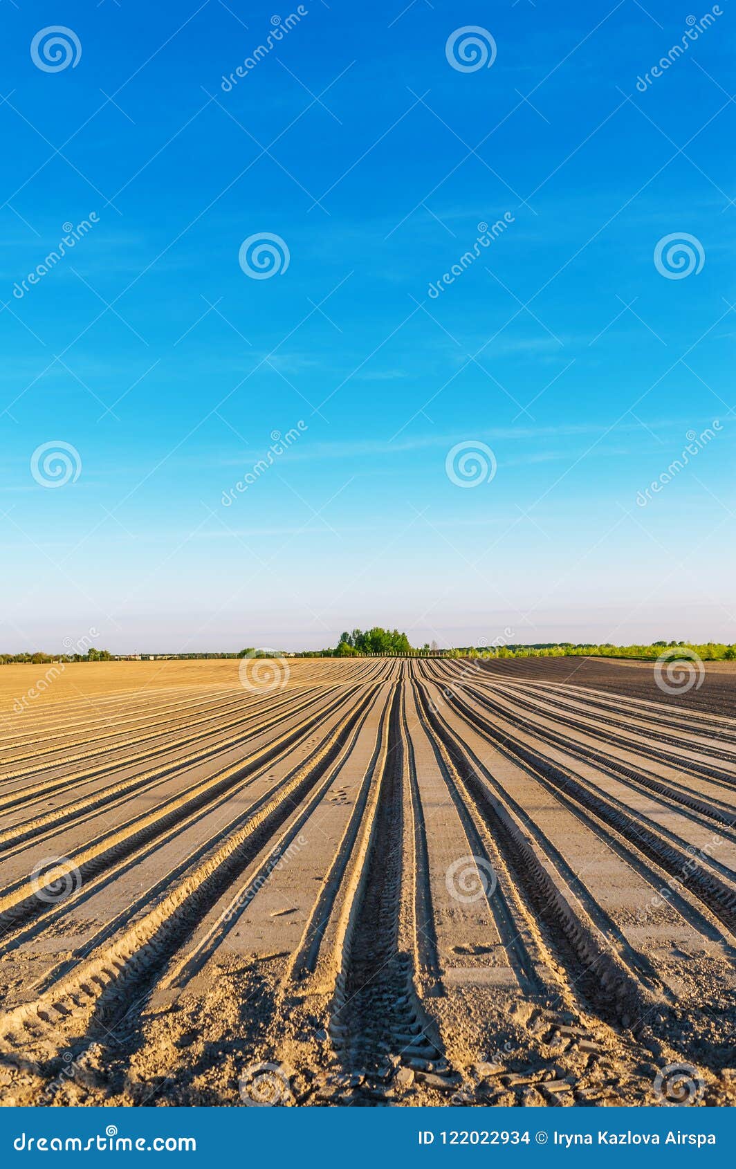 Corn Field with Blue Sky in the Background Stock Photo - Image of blue ...