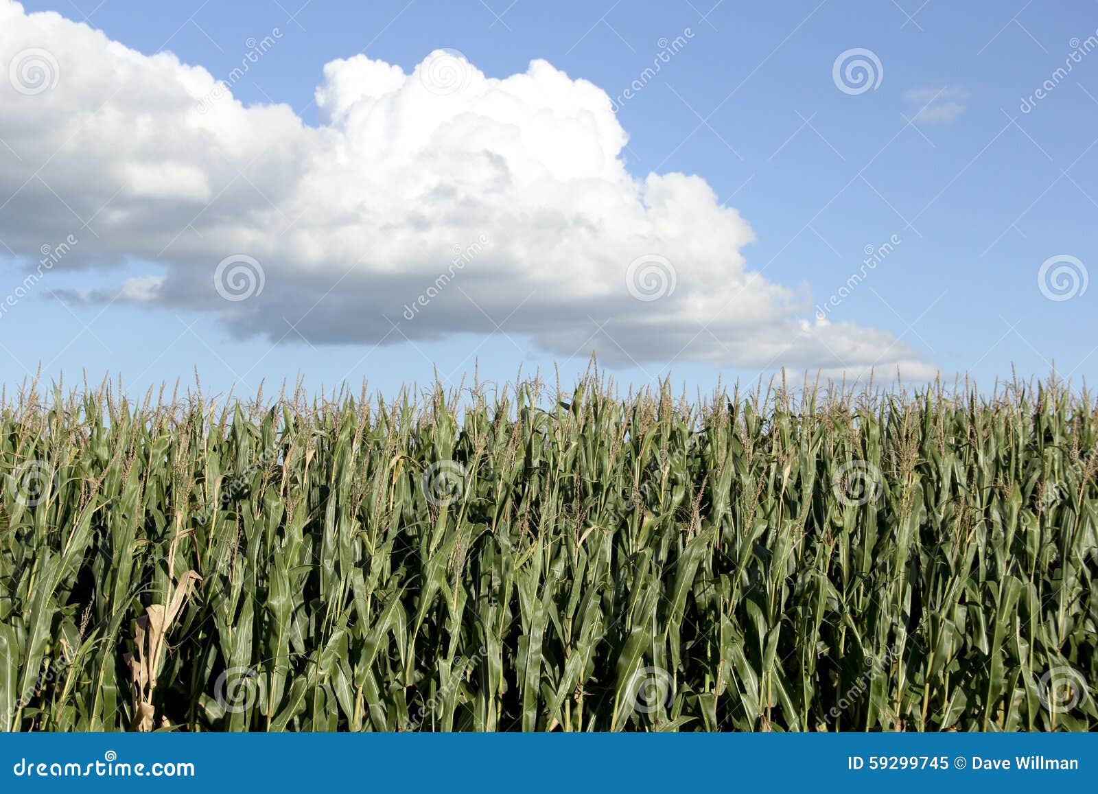 Corn Field with Blue Sky Background Stock Image - Image of field ...
