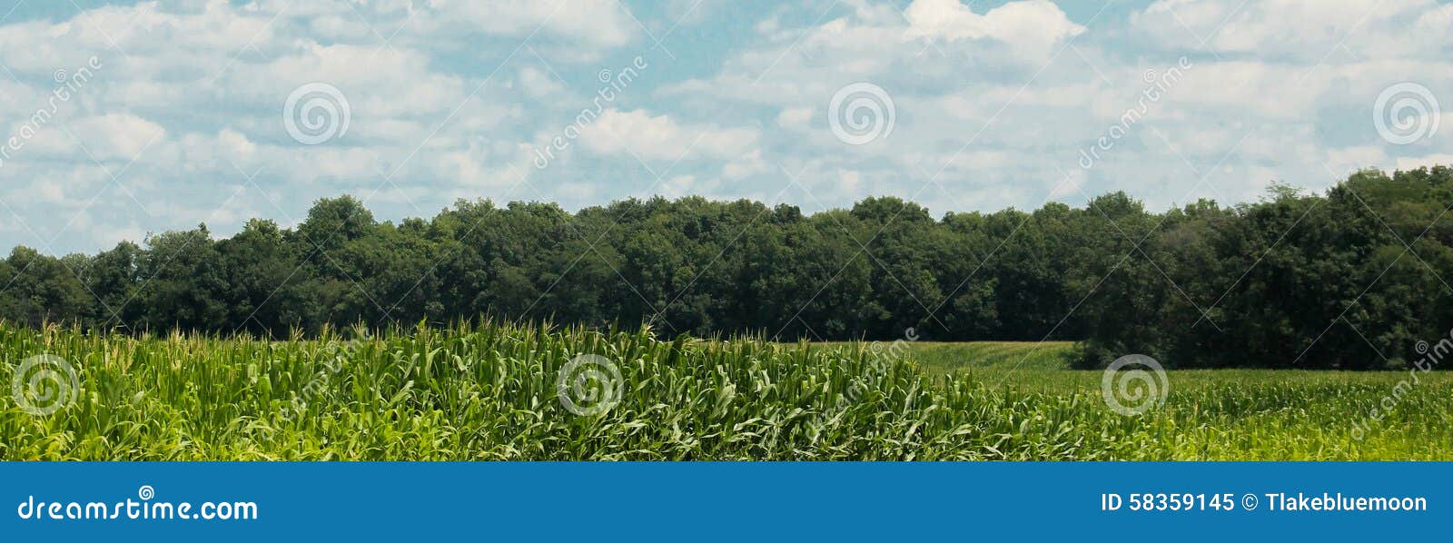 Corn Field-Blue Sky-banner stock image. Image of land - 58359145