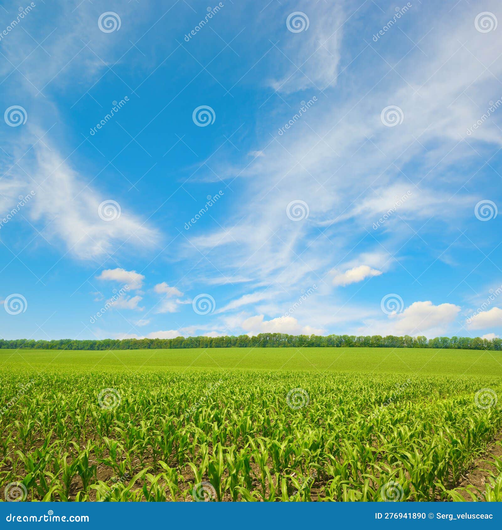 Corn field and blue sky stock photo. Image of meadow - 276941890
