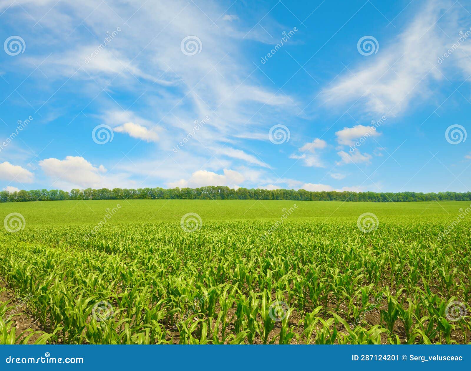 Corn field and blue sky stock image. Image of summer - 287124201