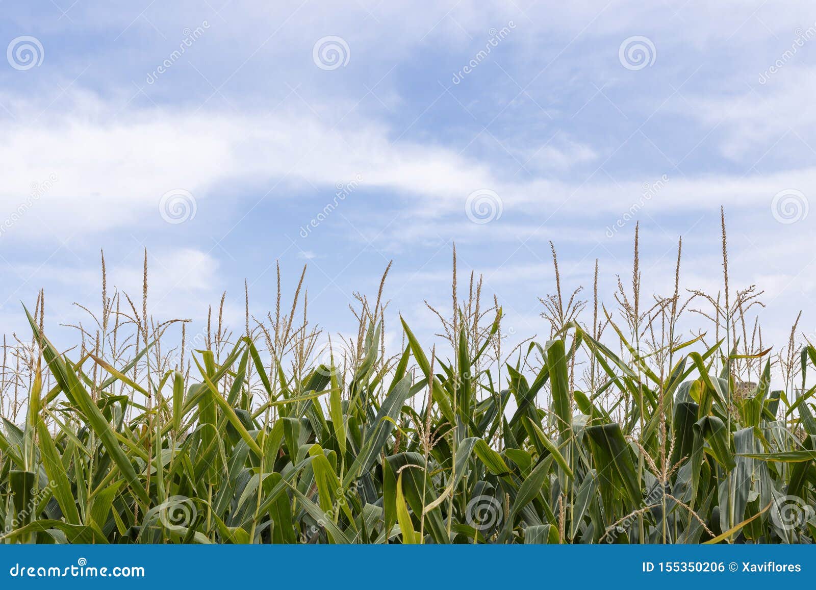 Corn Field and Blue Sky, Close Up Stock Photo - Image of horizon ...