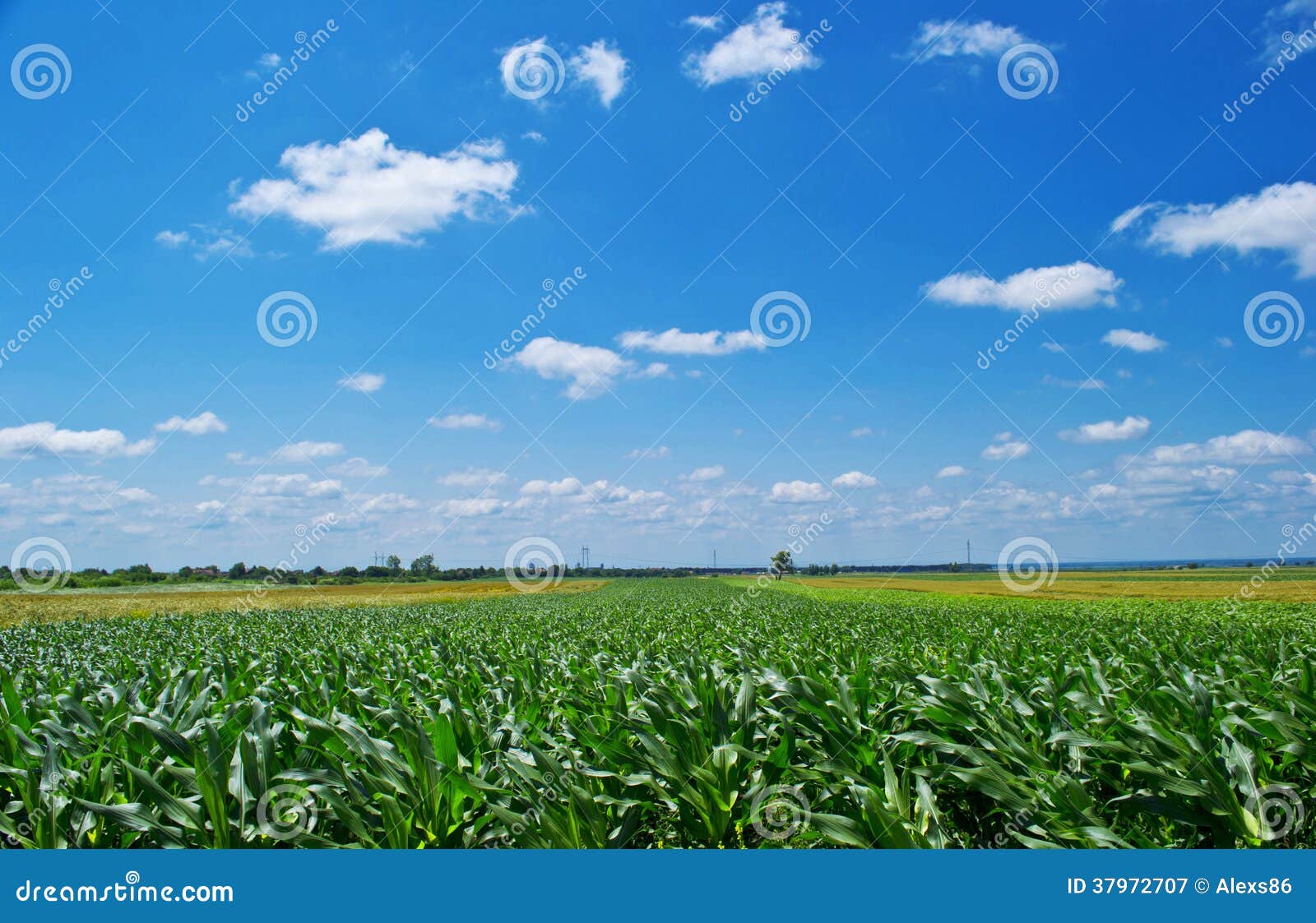 Corn Field and Blue Sky stock image. Image of sunny, corn - 37972707