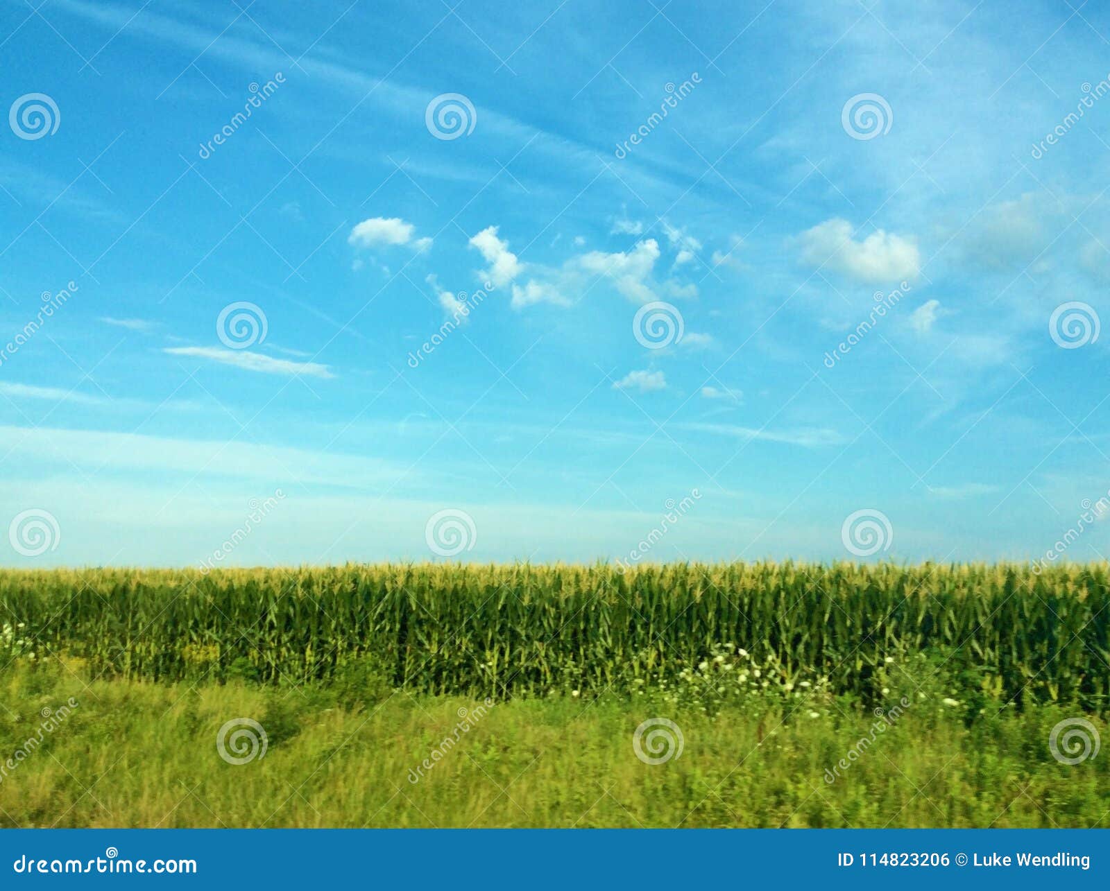 Corn Field with Blue Sky and Clouds Stock Photo - Image of food, growth ...