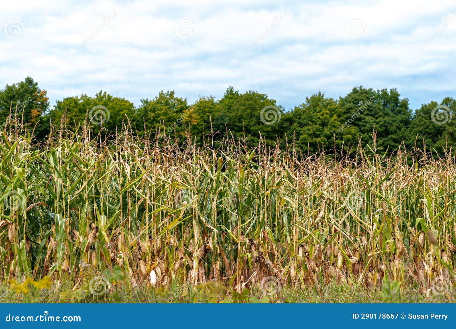 Corn Field with Blue Sky in the Fall Stock Image - Image of fall, soil ...