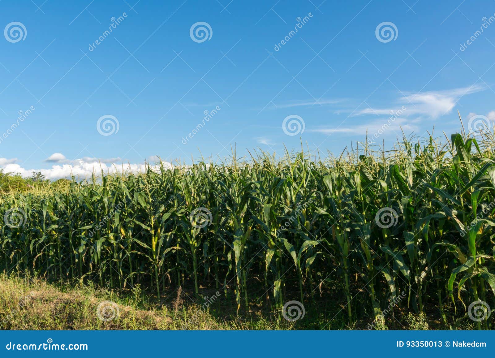 Corn field with blue sky stock image. Image of nature - 93350013