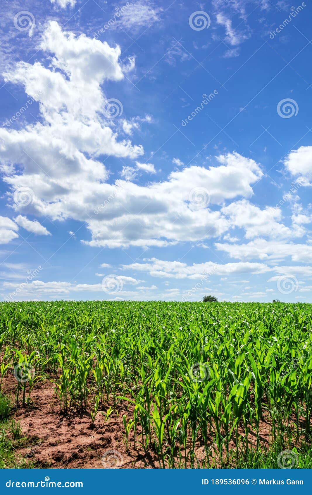 Corn field with blue sky stock photo. Image of summer - 189536096