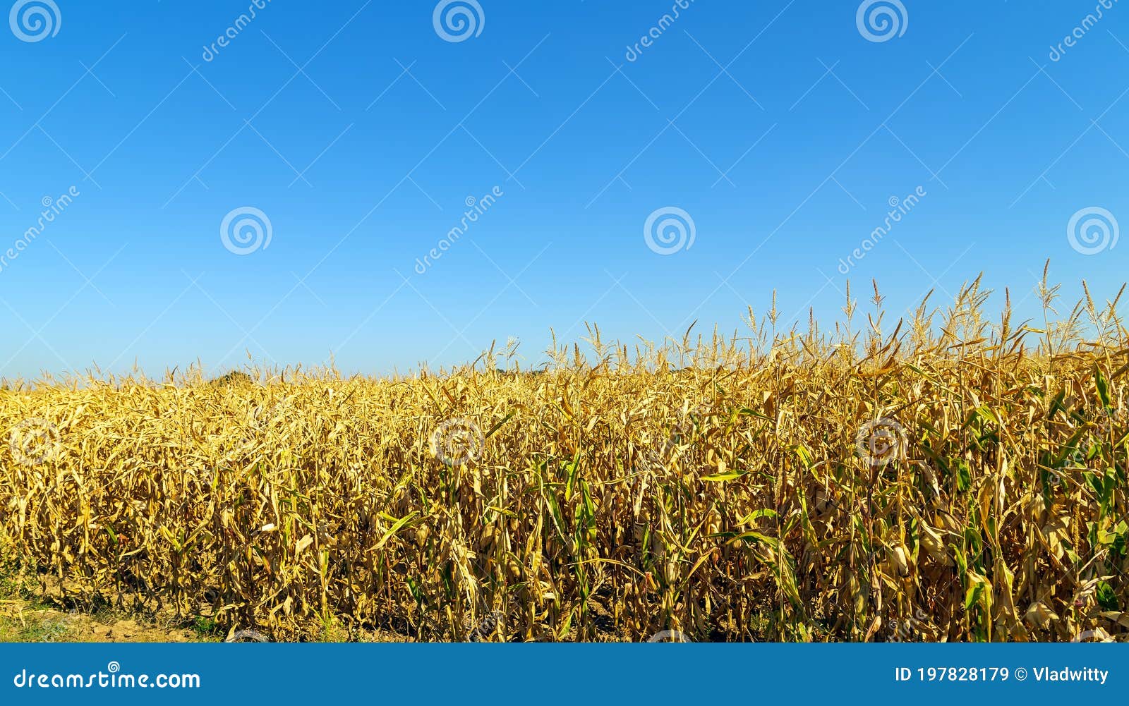 Corn field with blue sky stock image. Image of farming - 197828179