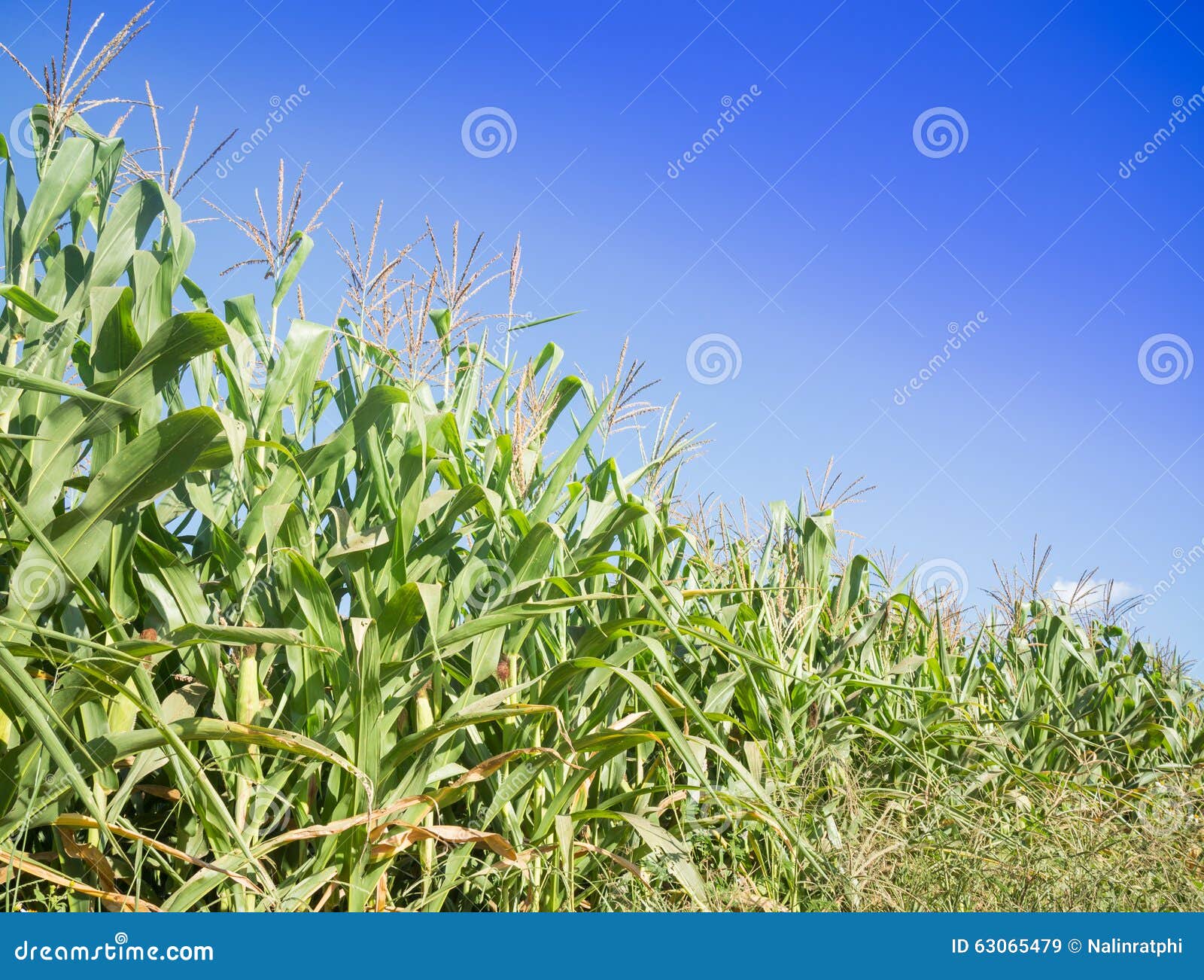 Corn field with blue sky stock image. Image of foodstuff - 63065479