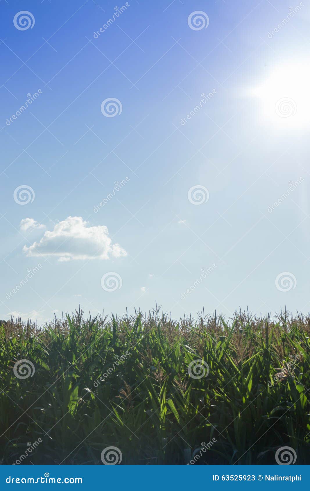 Corn field with blue sky stock image. Image of agriculture - 63525923