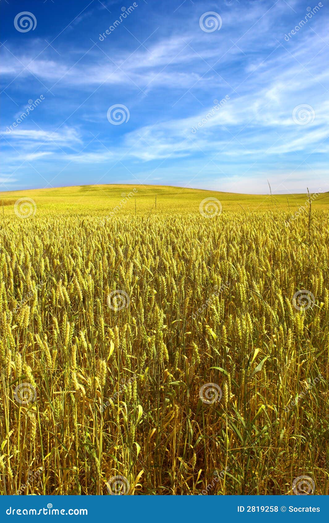 Corn Field - Blue Sky Summer Stock Photo - Image of crop, agriculture ...