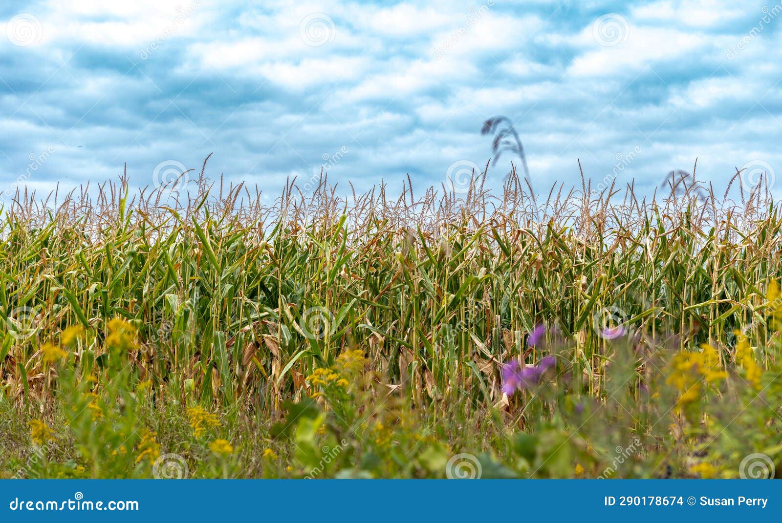 Corn Field with Blue Sky in the Summer Stock Photo - Image of meadow ...