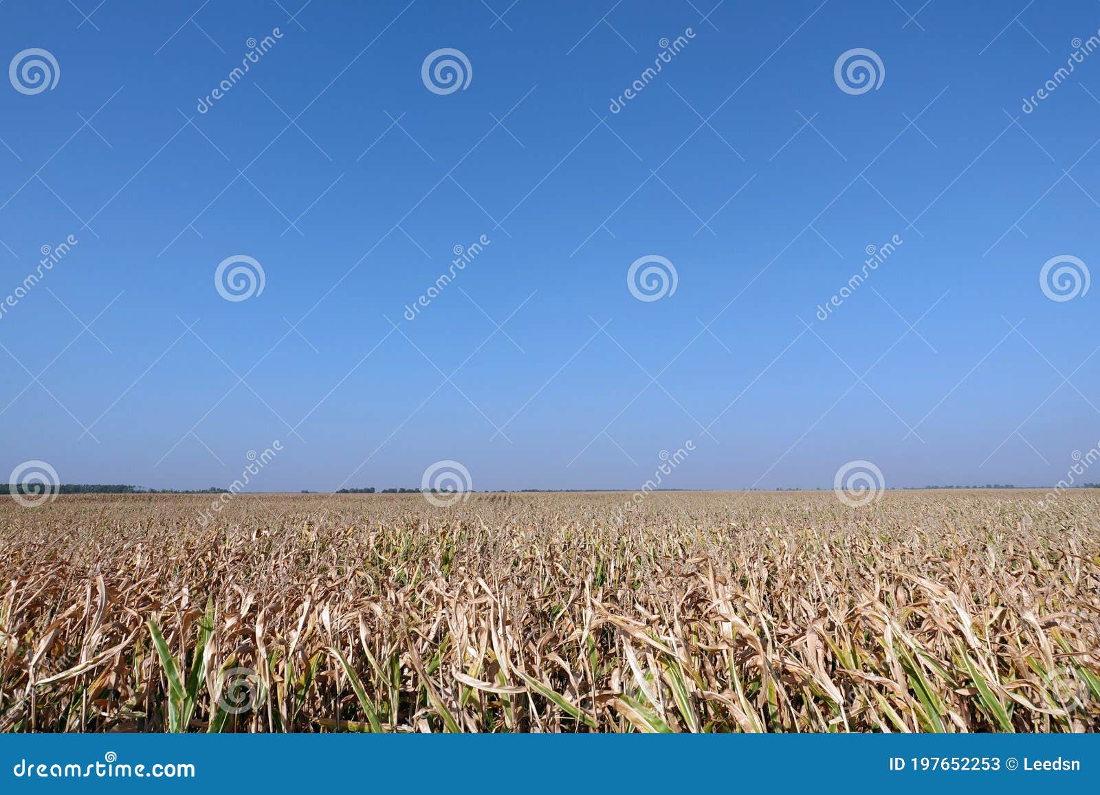 Corn field with blue sky stock image. Image of outdoors - 197652253