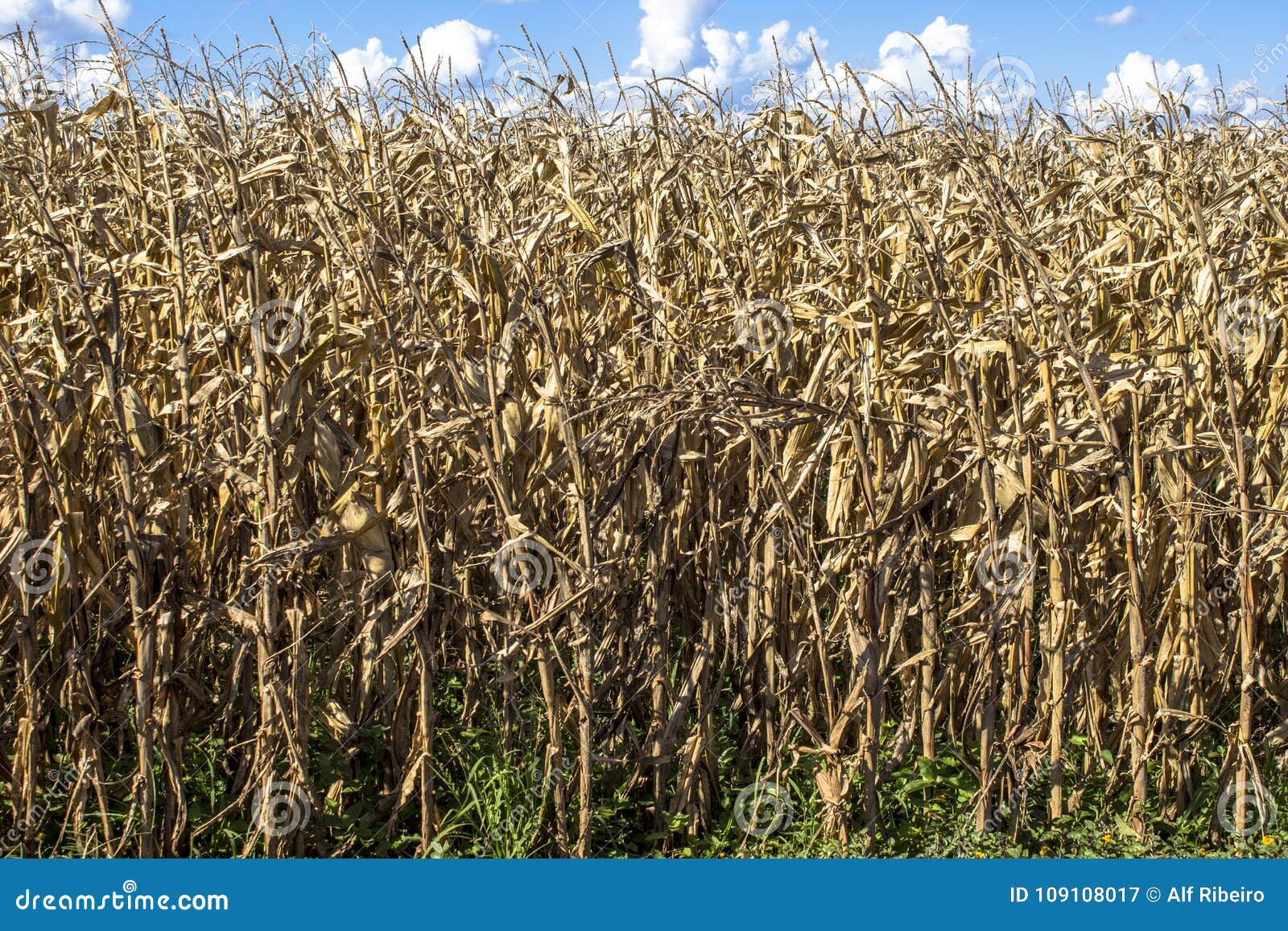 Corn field stock image. Image of farming, brazil, environment - 109108017