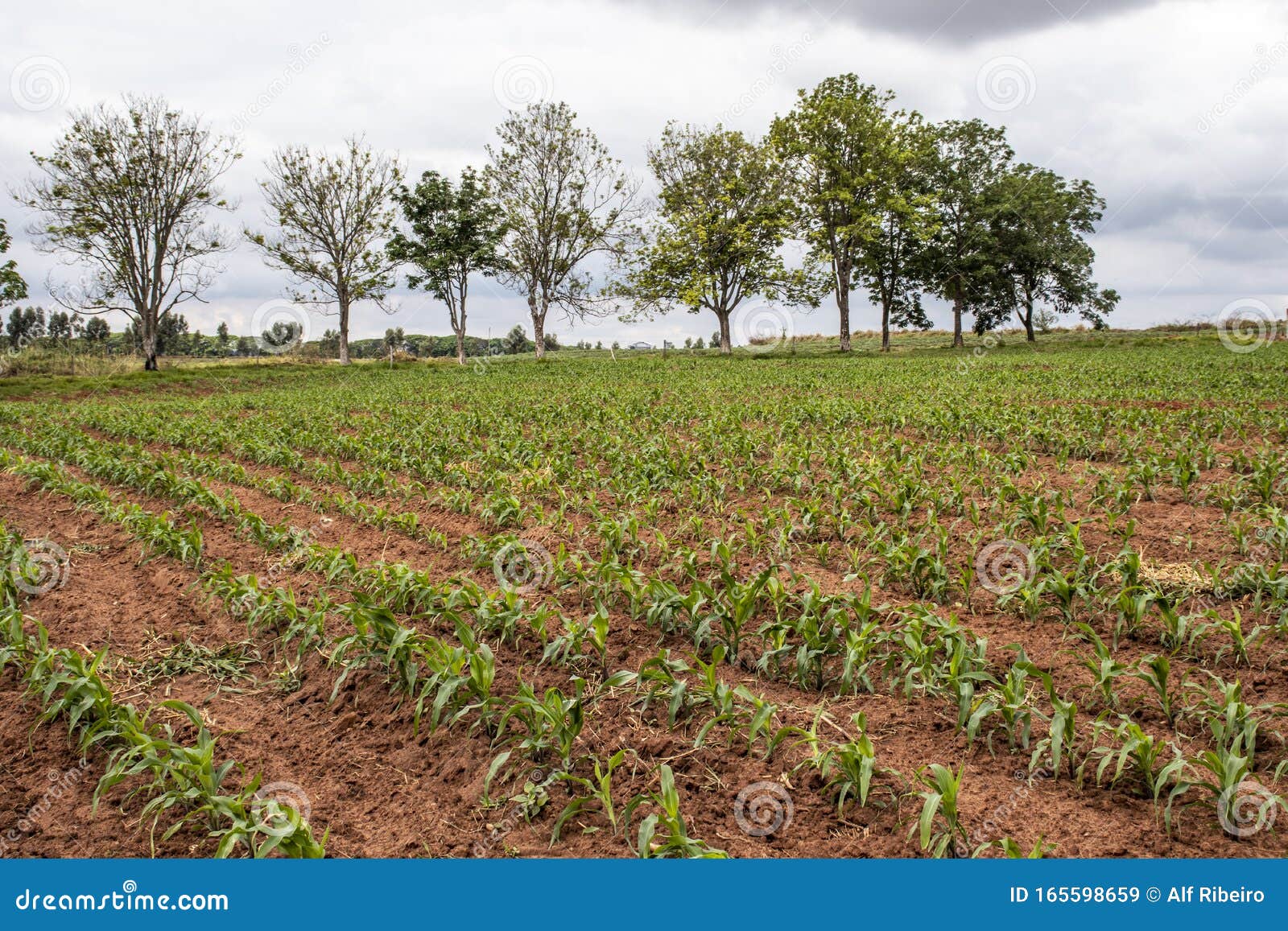 Corn field in Brazil stock image. Image of field, south - 165598659