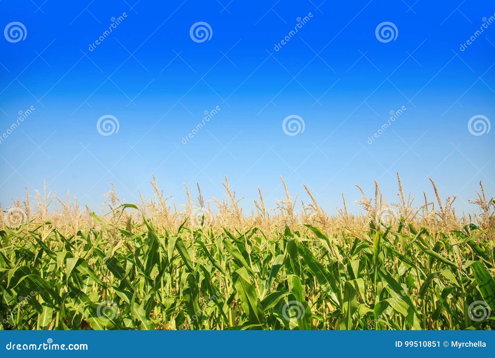 Corn Field Against the Blue Sky. Stock Image - Image of cereal ...