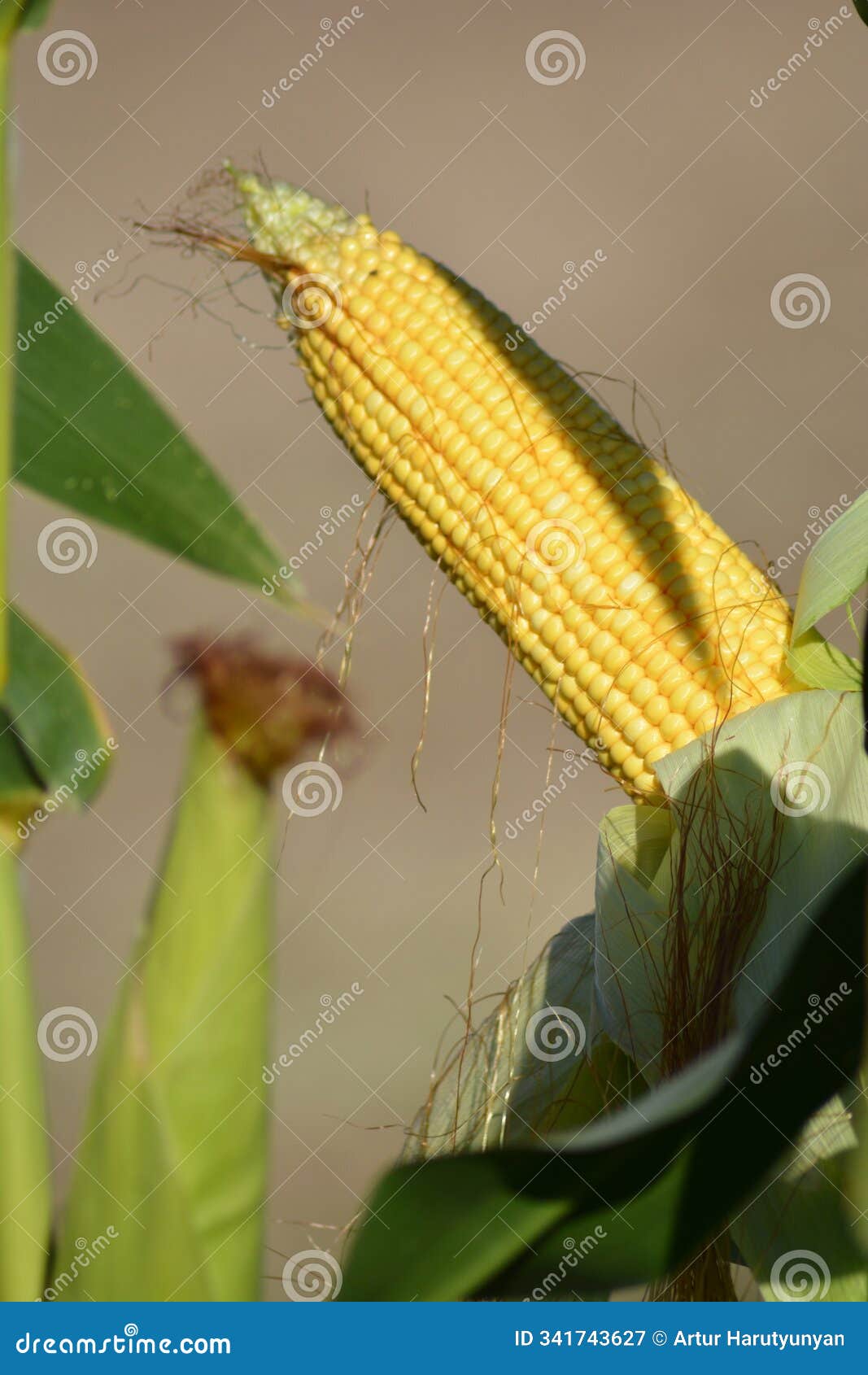 Corn Field. Corn on the Bushes. Green Field of Corn with Cobs ...