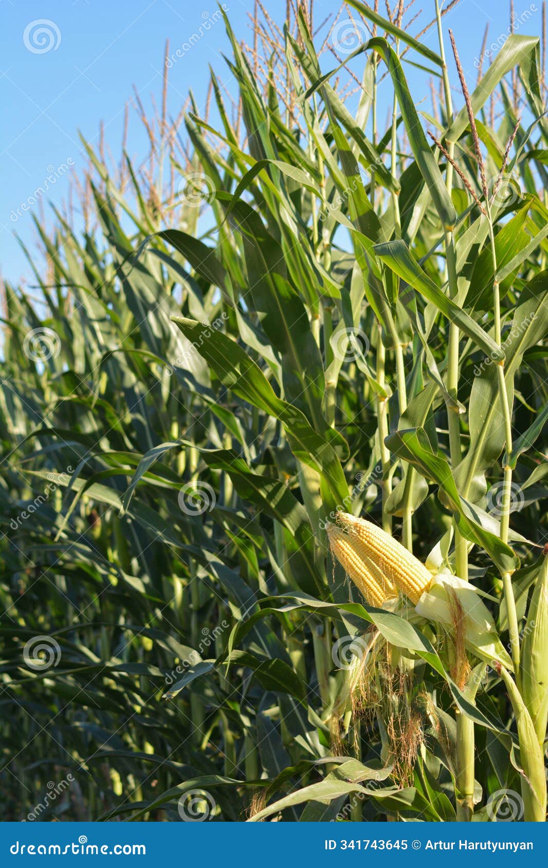 Corn Field. Corn on the Bushes. Green Field of Corn with Cobs ...