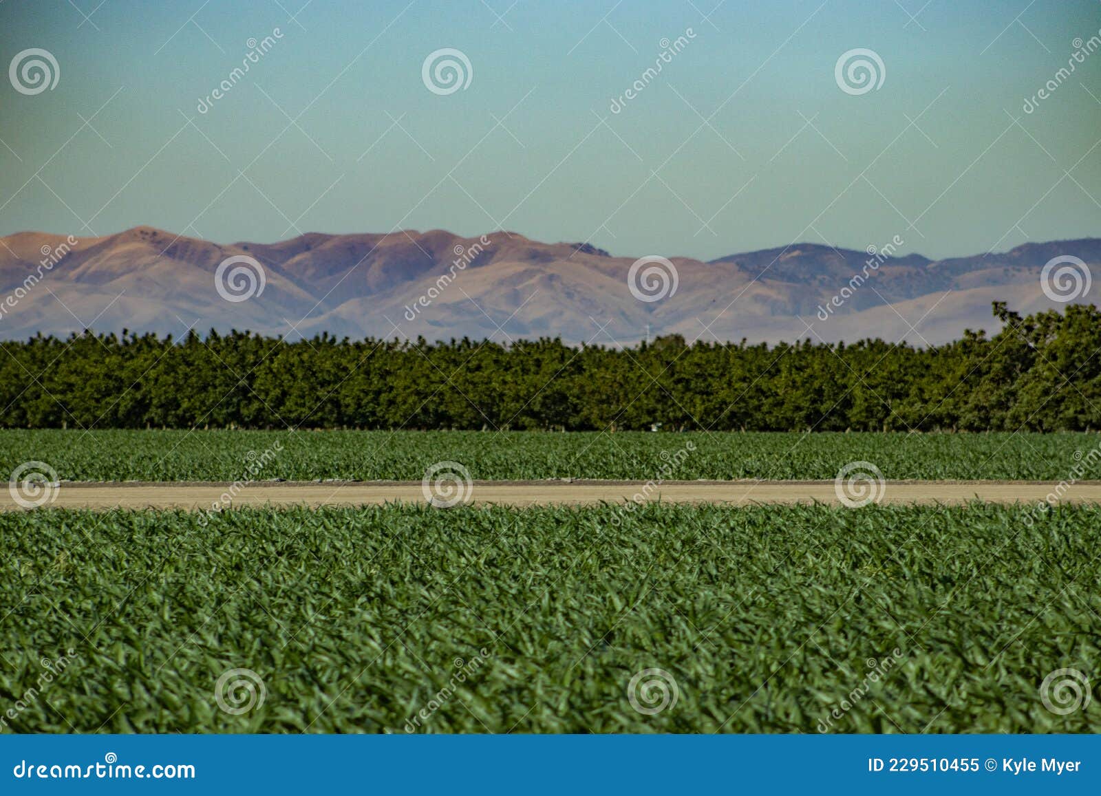 Corn Field in California with Mountains Stock Image - Image of green ...