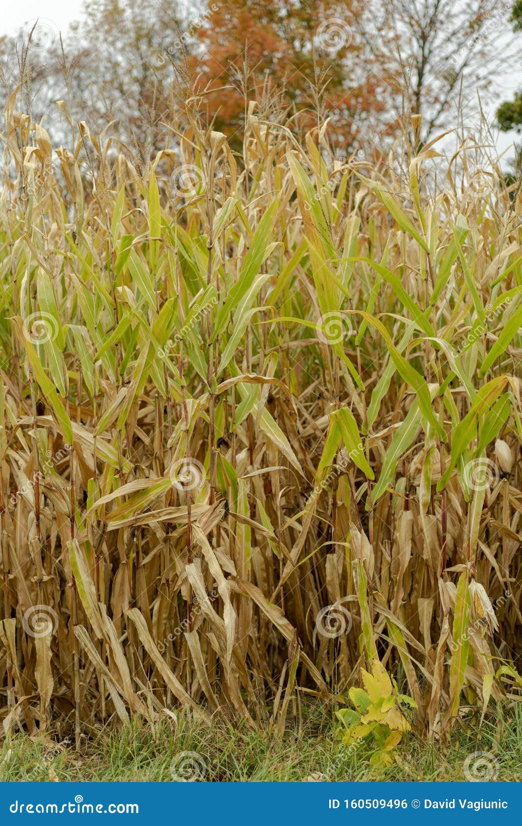 Corn field changing colors stock photo. Image of season - 160509496