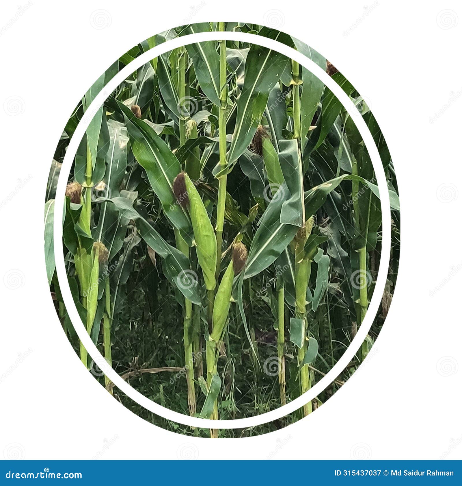 A Corn Field with a Circle that Says Corn a Corn Field with a Picture ...