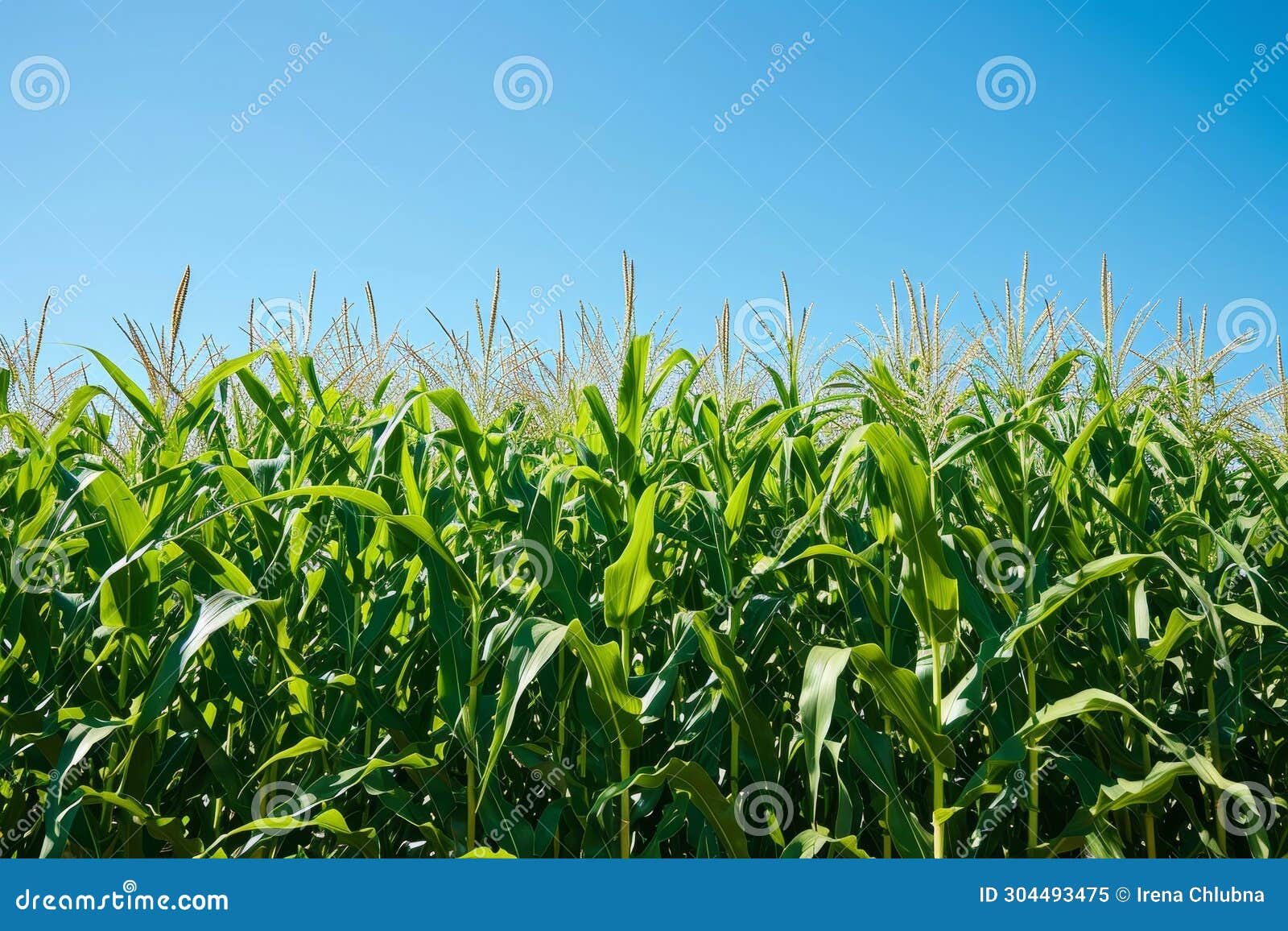 Corn Field with Clear Blue Sky Stock Illustration - Illustration of ...