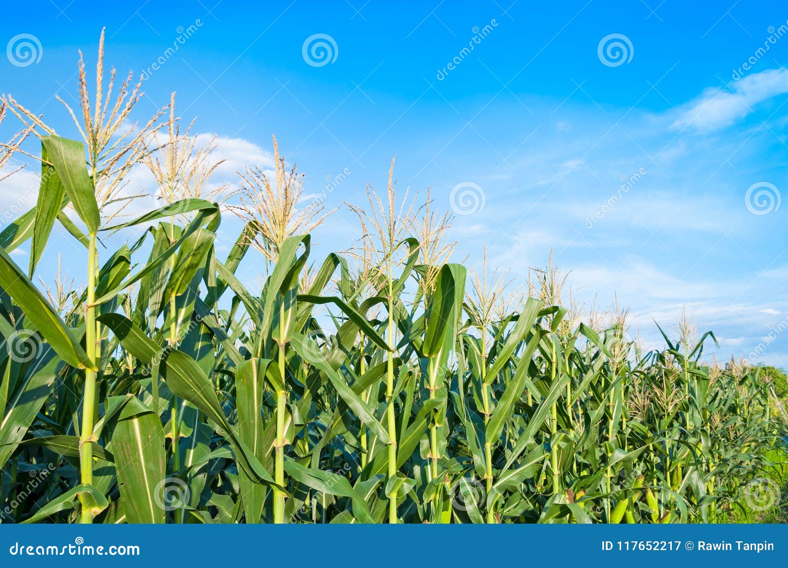 Corn field in clear day stock image. Image of cultivation - 117652217