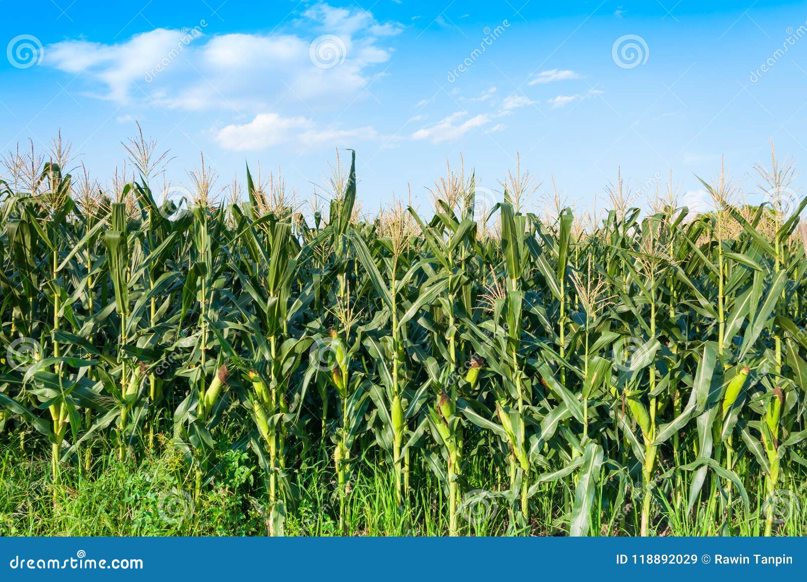 Corn field in clear day stock image. Image of farm, genetics - 118892029