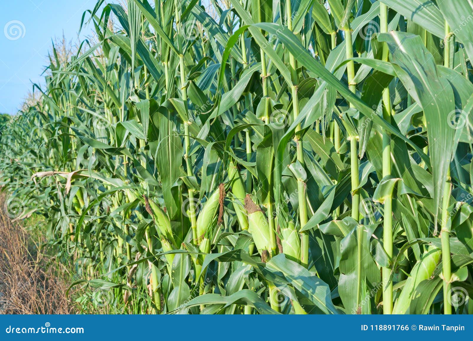 Corn field in clear day stock photo. Image of blue, industry - 118891766