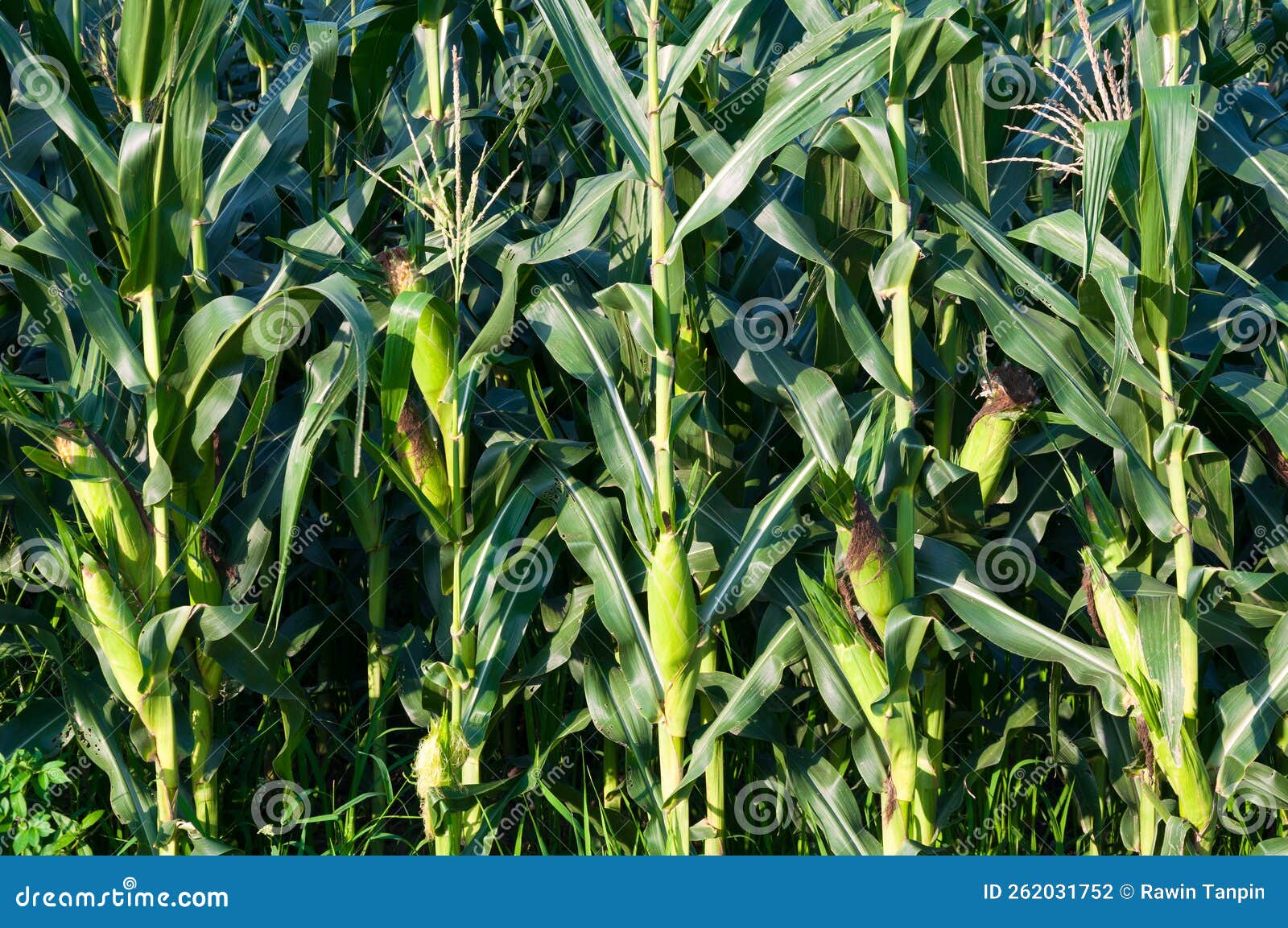 Corn Field in Clear Day,Corn Tree at Farm Land Stock Photo - Image of ...