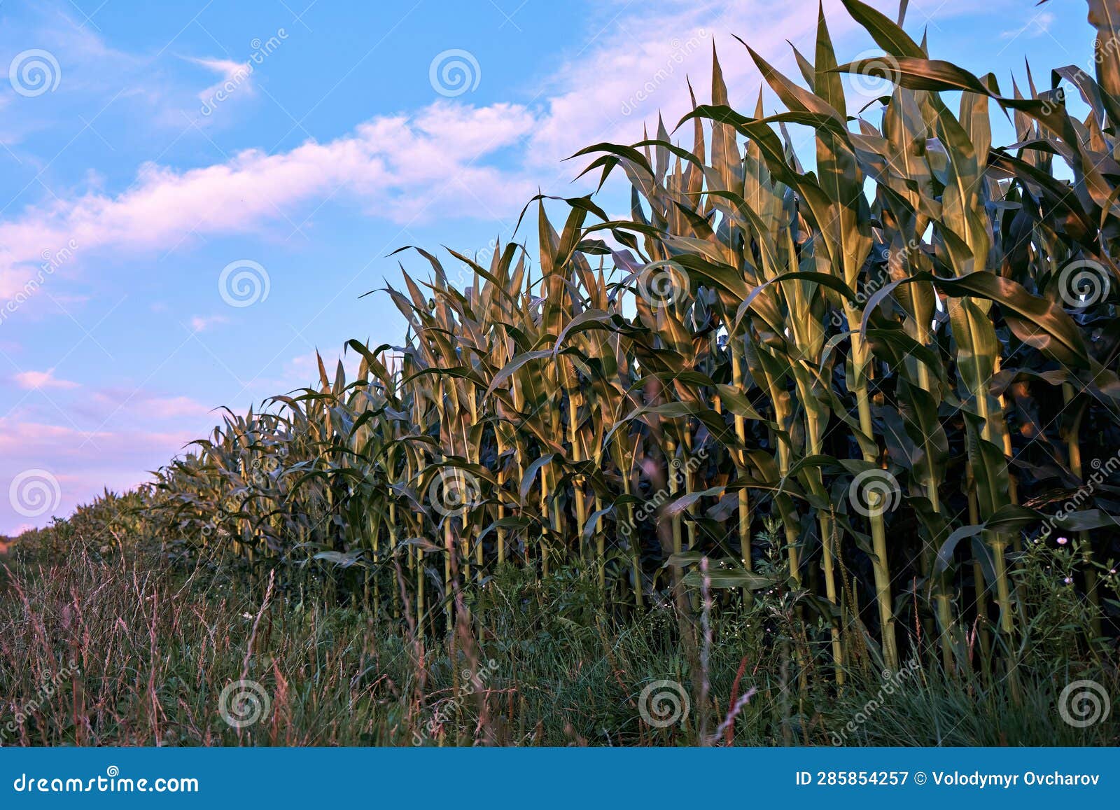 Corn Field Close-up on the Background of Clouds. Side View. Stock Image ...