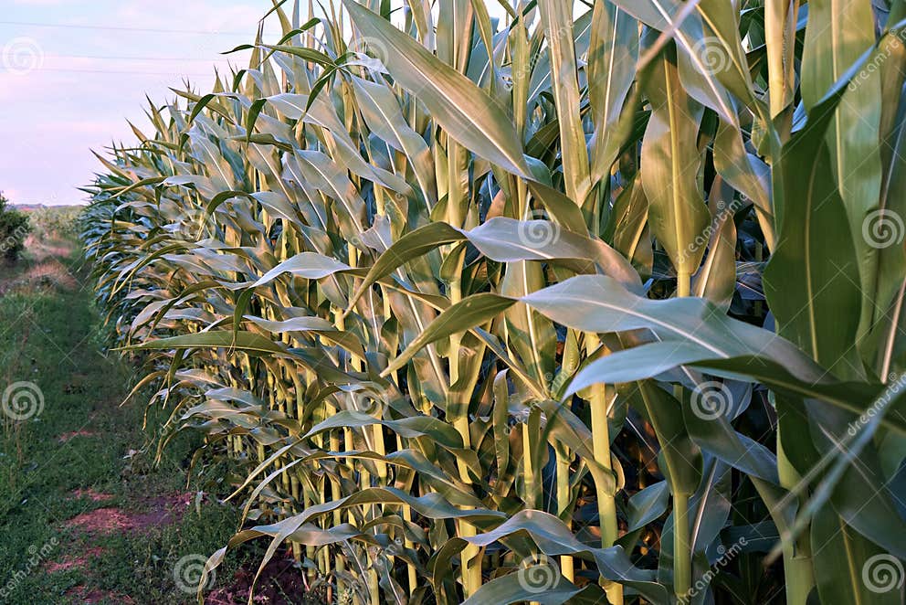 Corn Field Close-up on the Background of Clouds. Side View. Stock Photo ...