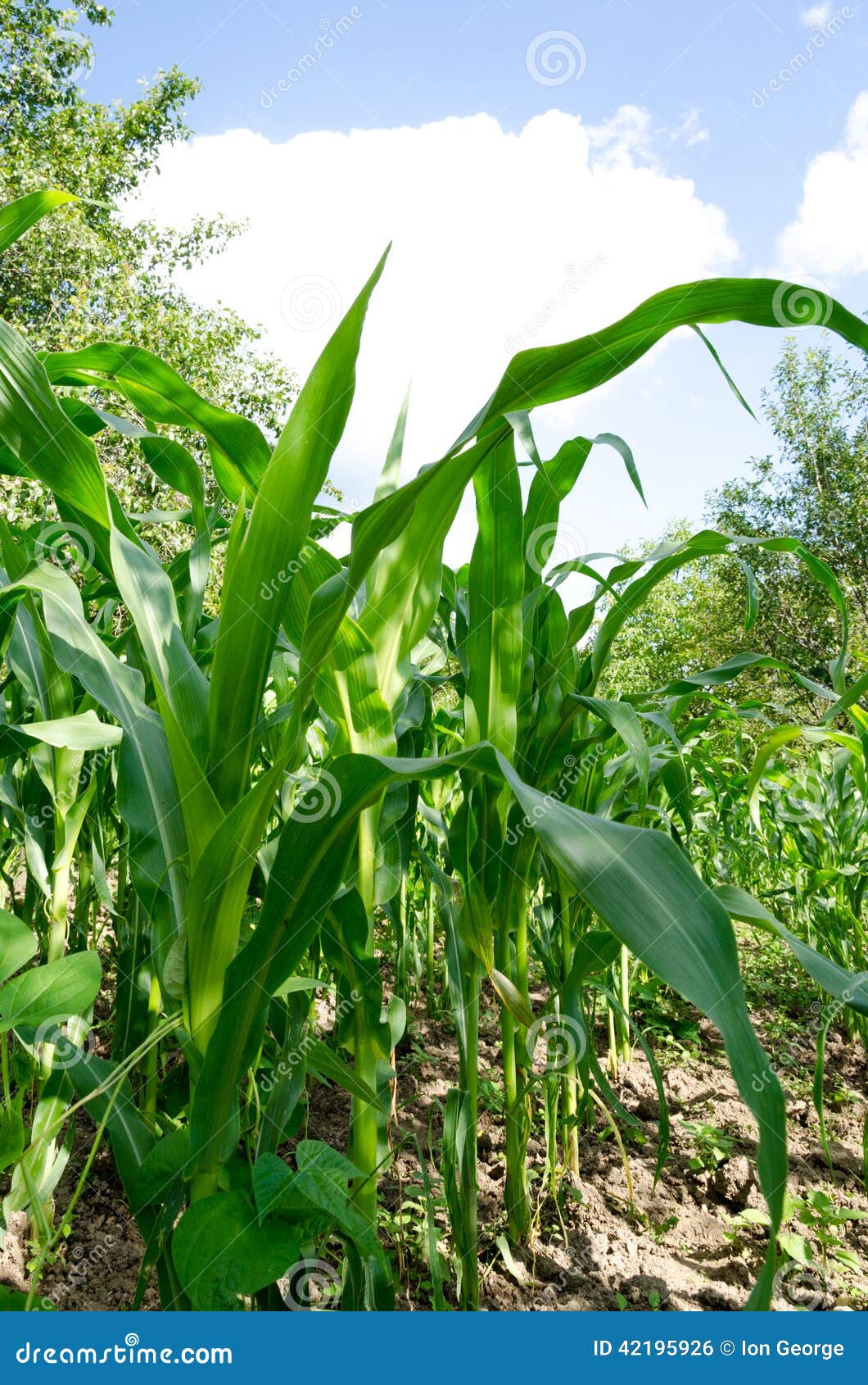Corn field close-up stock photo. Image of cornfield, crop - 42195926