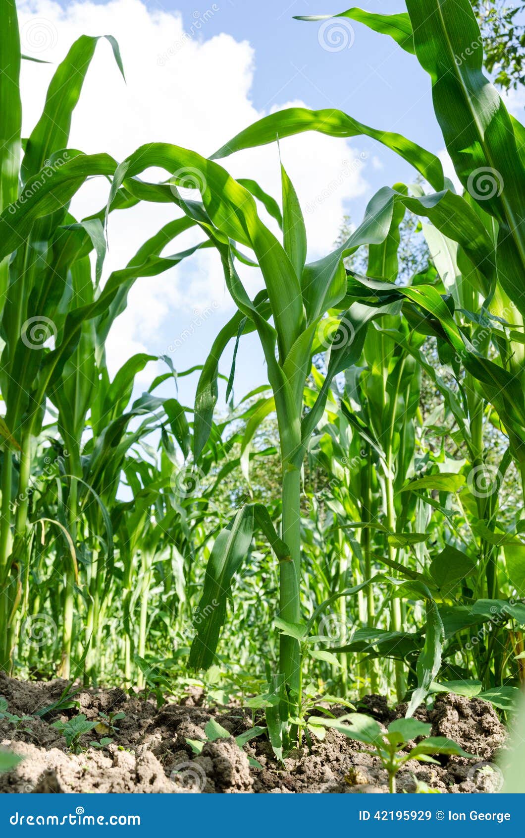 Corn field close-up stock image. Image of color, countryside - 42195929