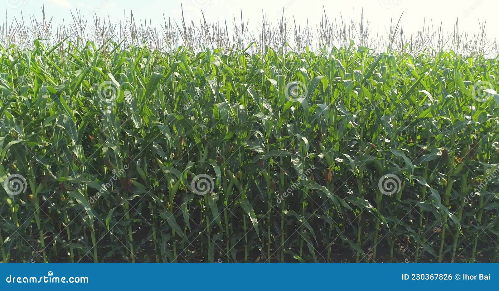 Corn Field Close-up. Growing Corn Close-up. Agriculture Stock Footage ...