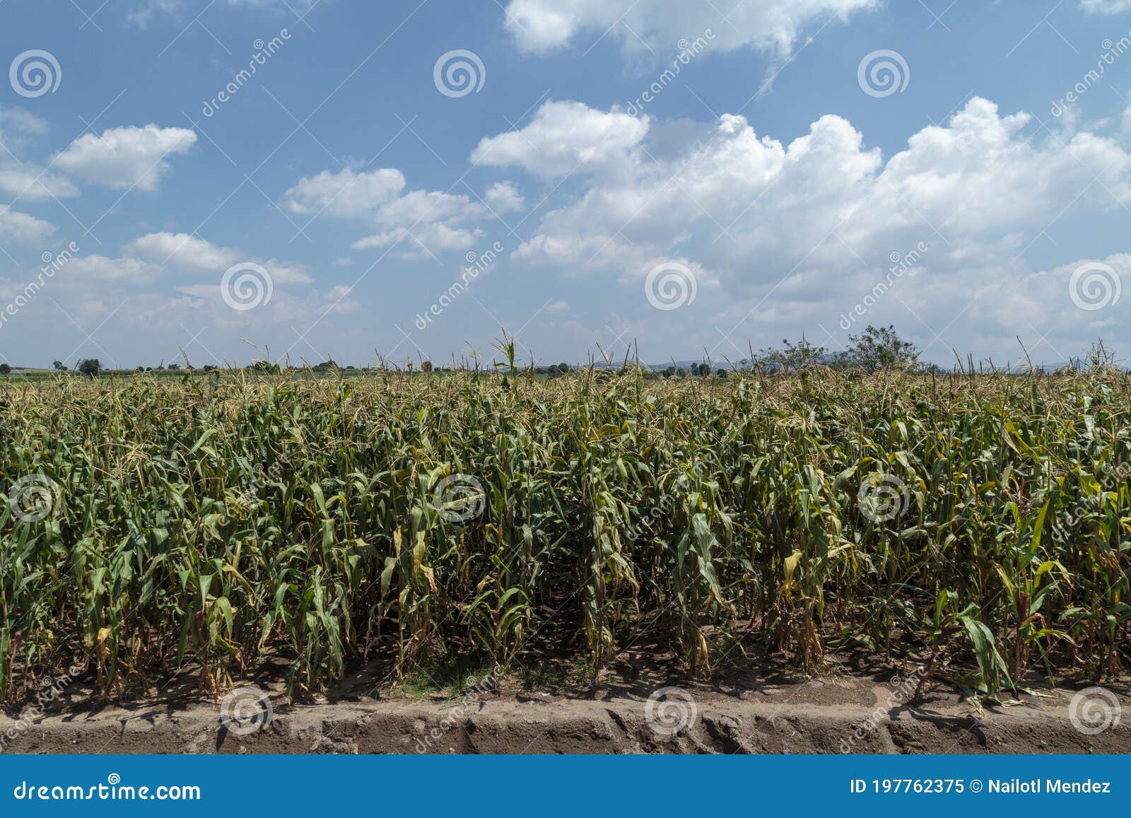Corn Field Close-up at the Sunset Stock Image - Image of agricultural ...