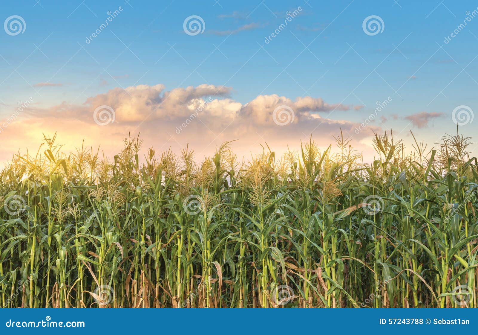 Corn Field stock photo. Image of agricultural, countryside - 57243788