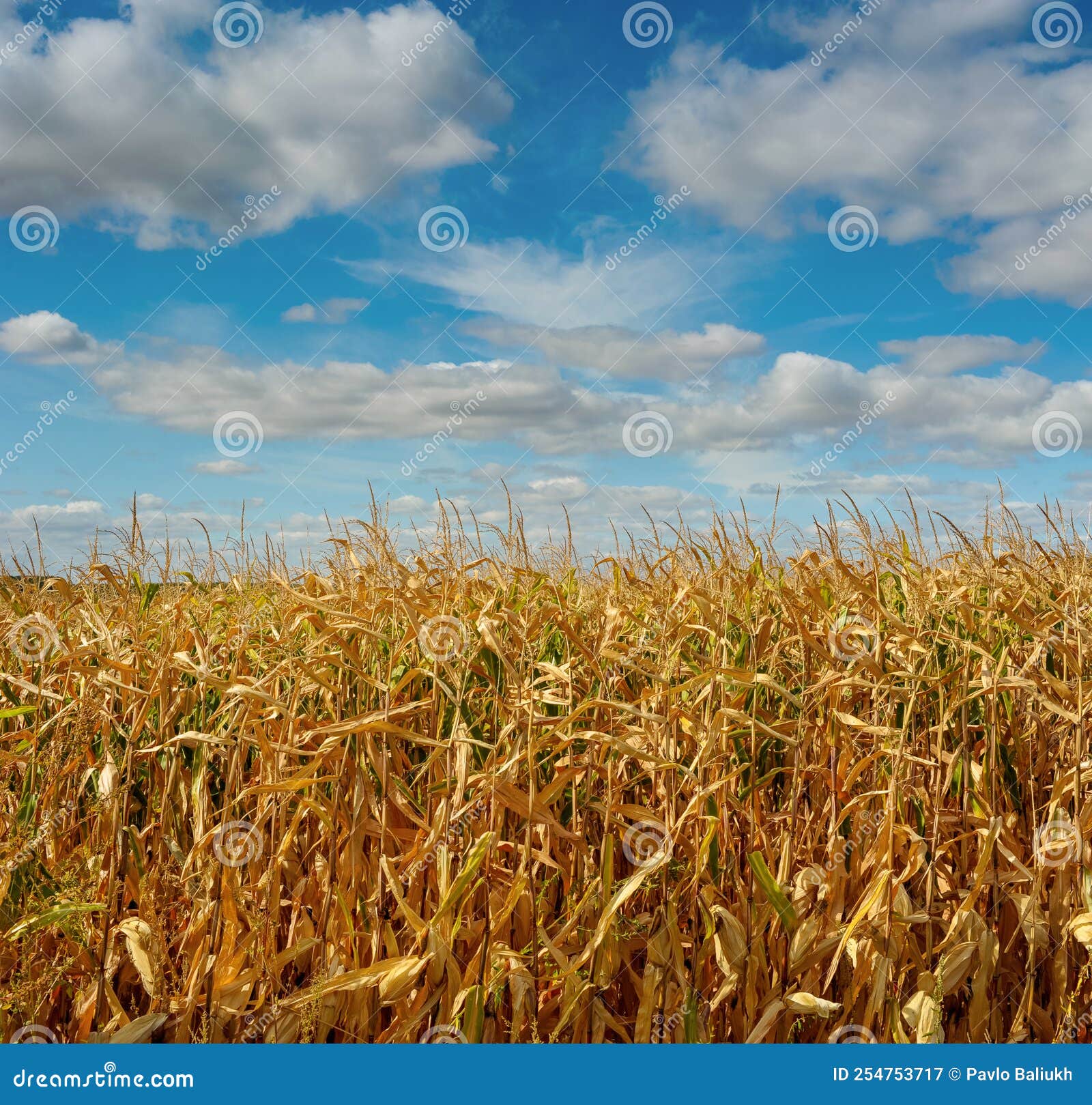 A Corn Field Under a Beautiful Blue Sky with Clouds Stock Image - Image ...