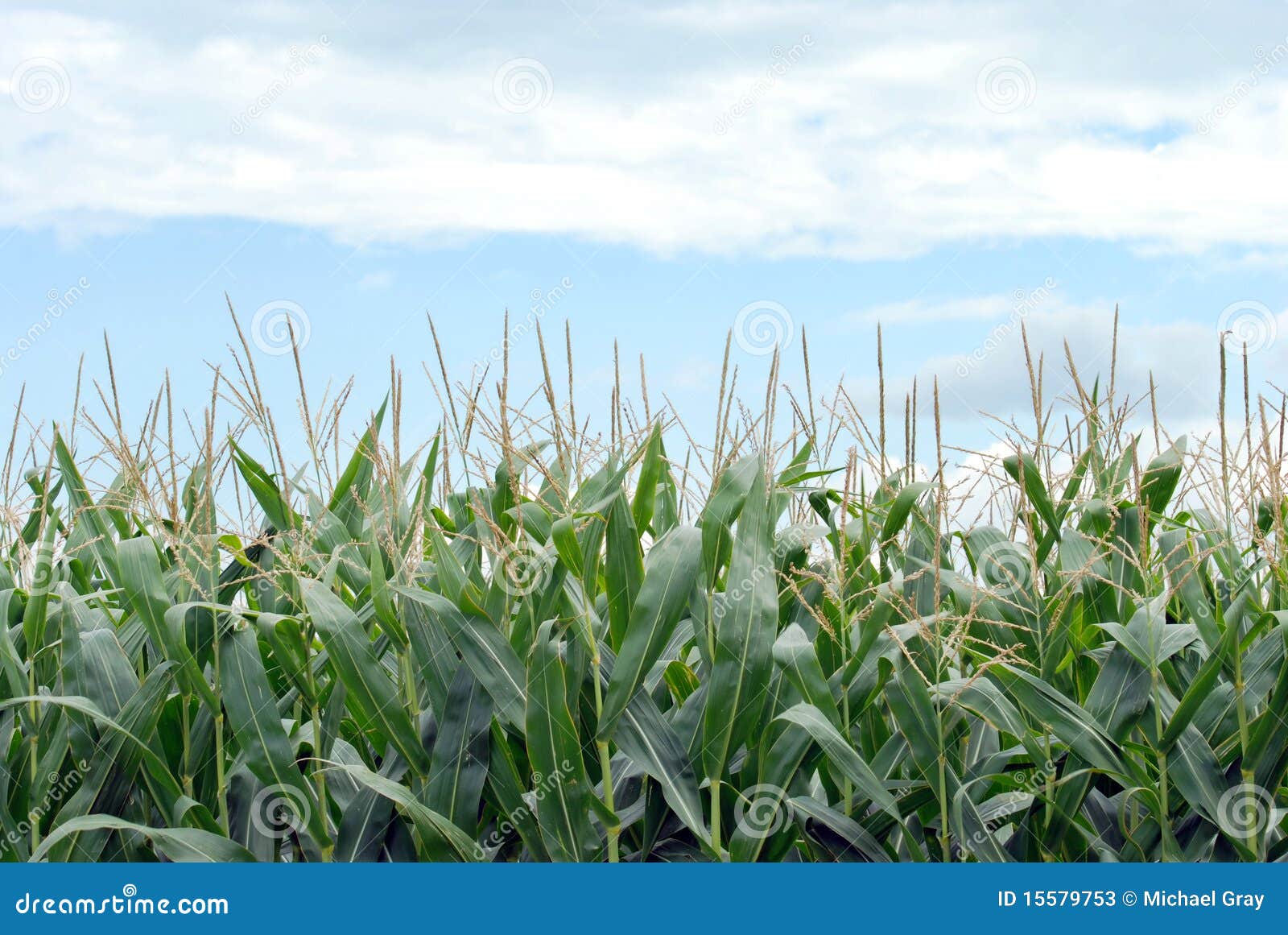 Corn field closeup stock image. Image of produce, meal - 15579753