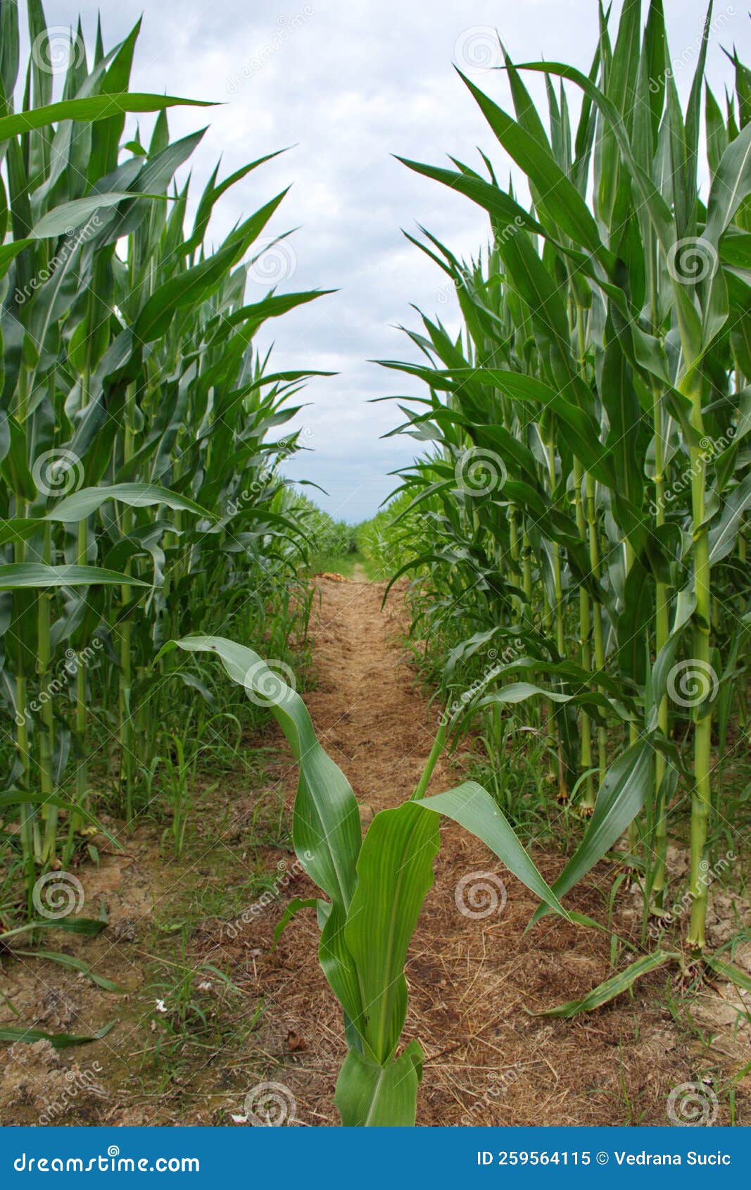 Corn field stock image. Image of people, detail, closeup - 259564115