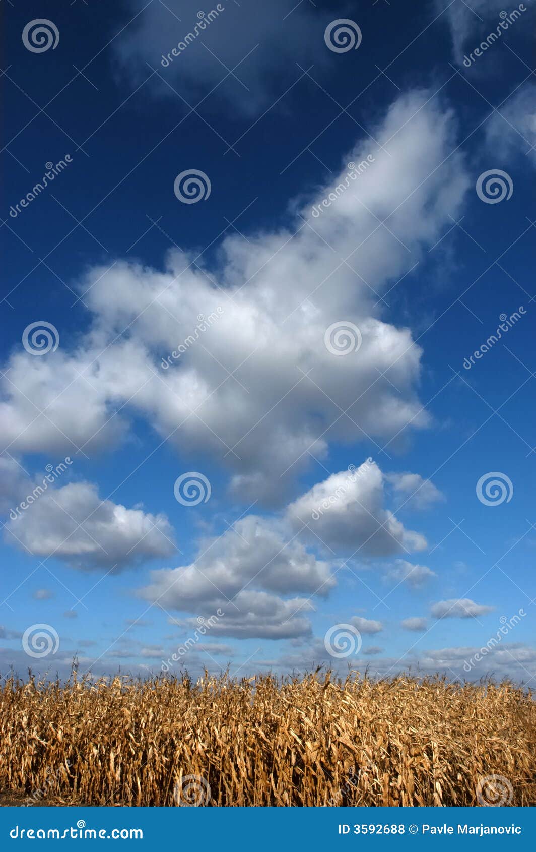 Corn Field And Clouds Picture. Image: 3592688