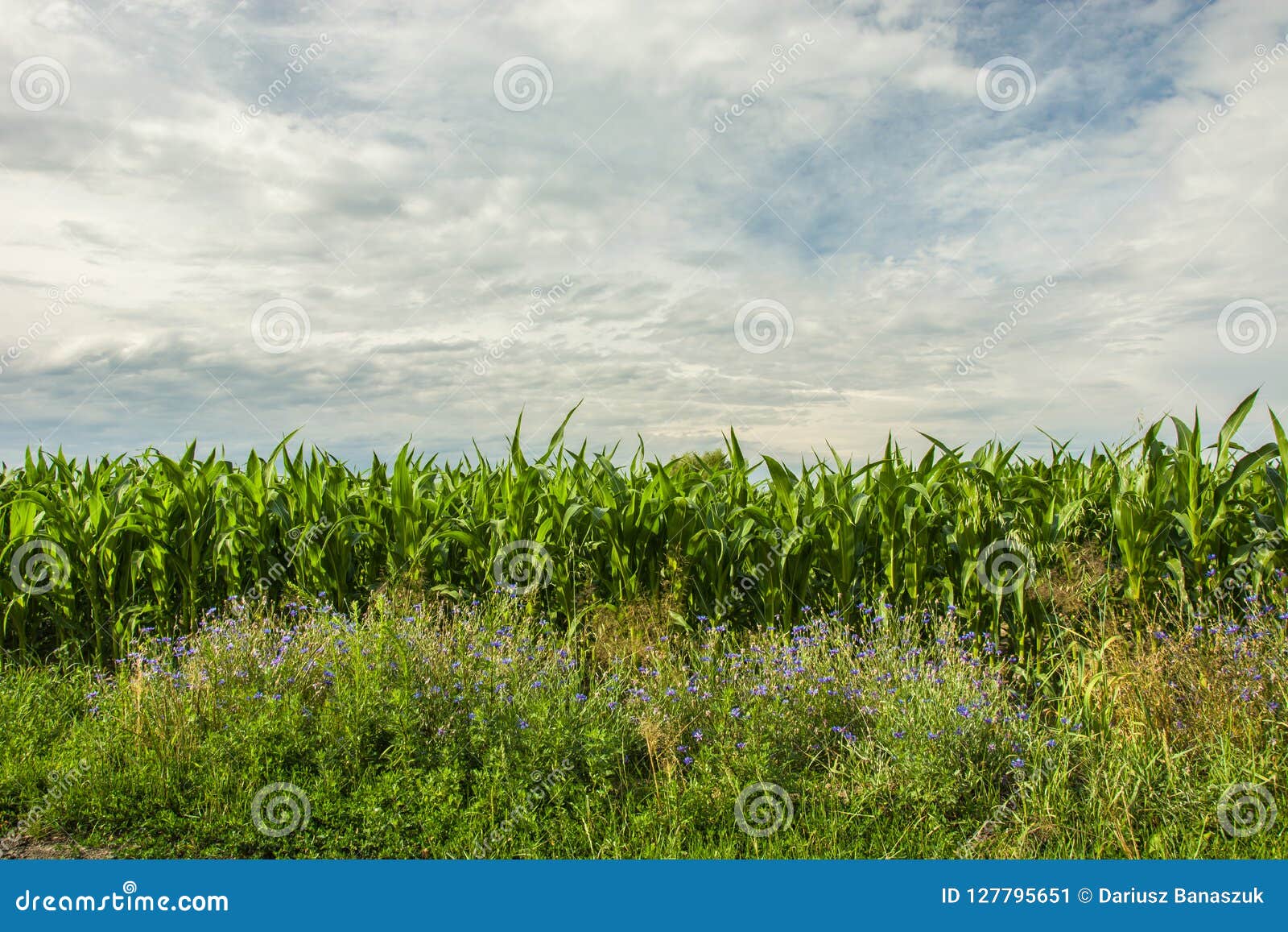 Corn Field and Clouds in the Sky Stock Image - Image of weather, nature: 127795651