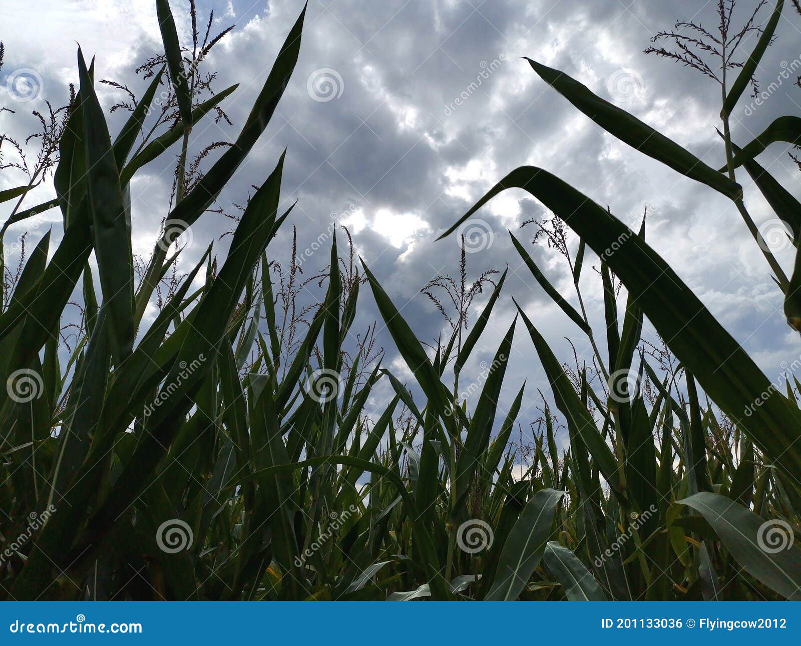 Corn Field and Clouds on Sky Stock Photo - Image of corn, fields: 201133036