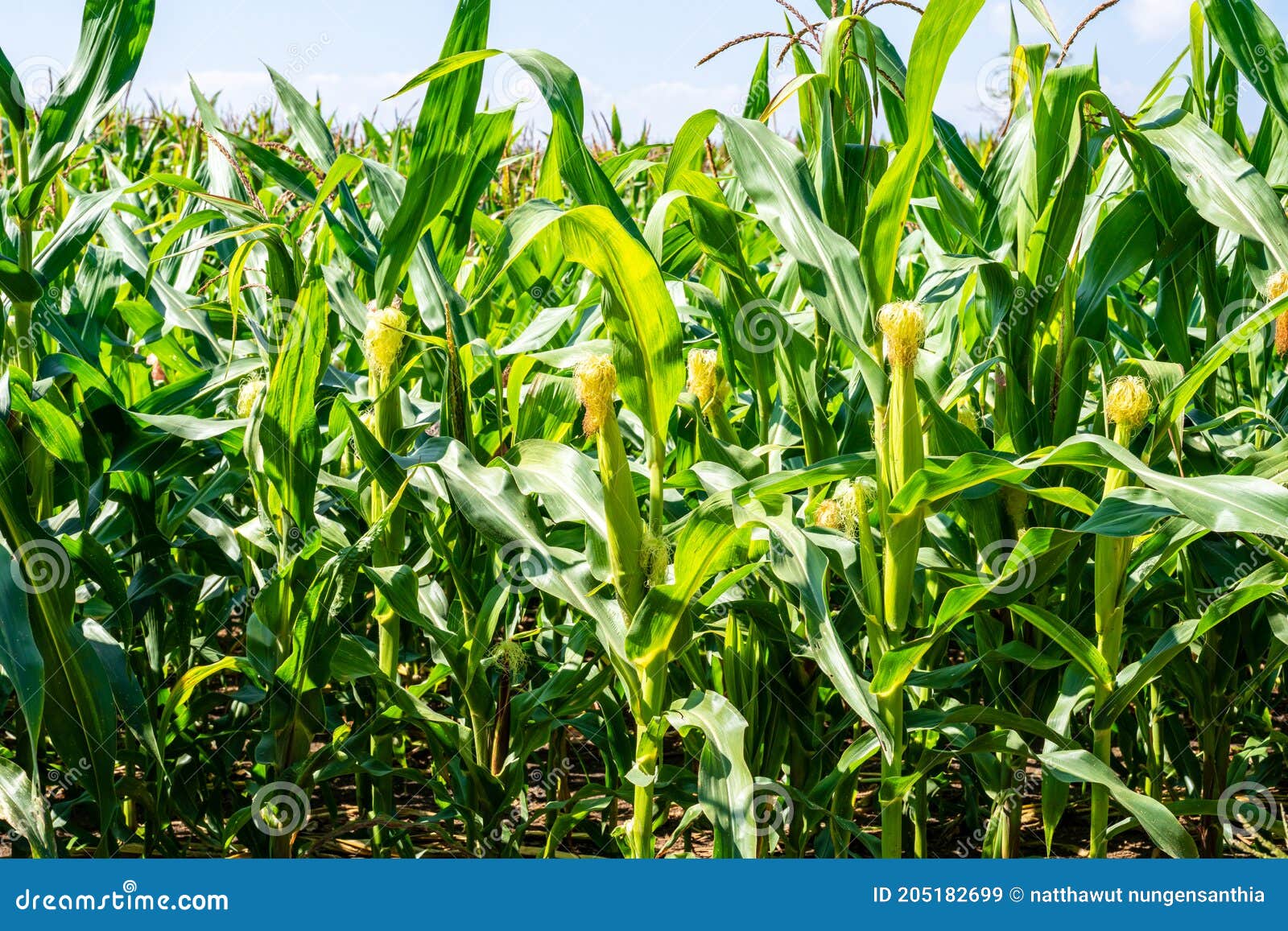 Corn Field, Corn on the Cob Stock Image - Image of country, background ...