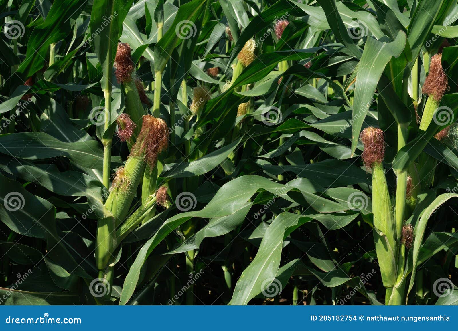 Corn Field, Corn on the Cob Stock Photo - Image of tree, rural: 205182754