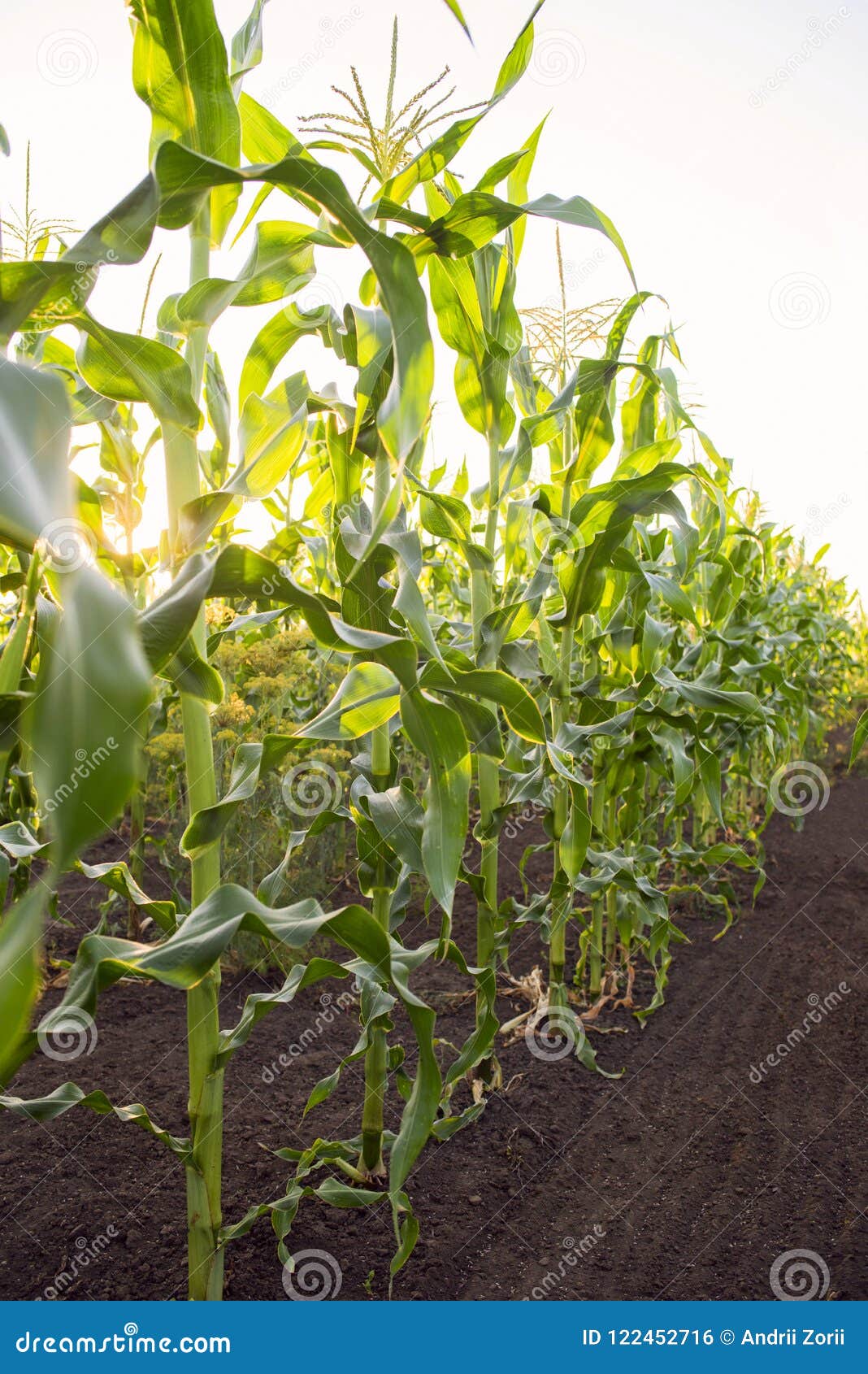 Corn Field. Corn Cob on a Field in Summer. Stock Photo - Image of ...