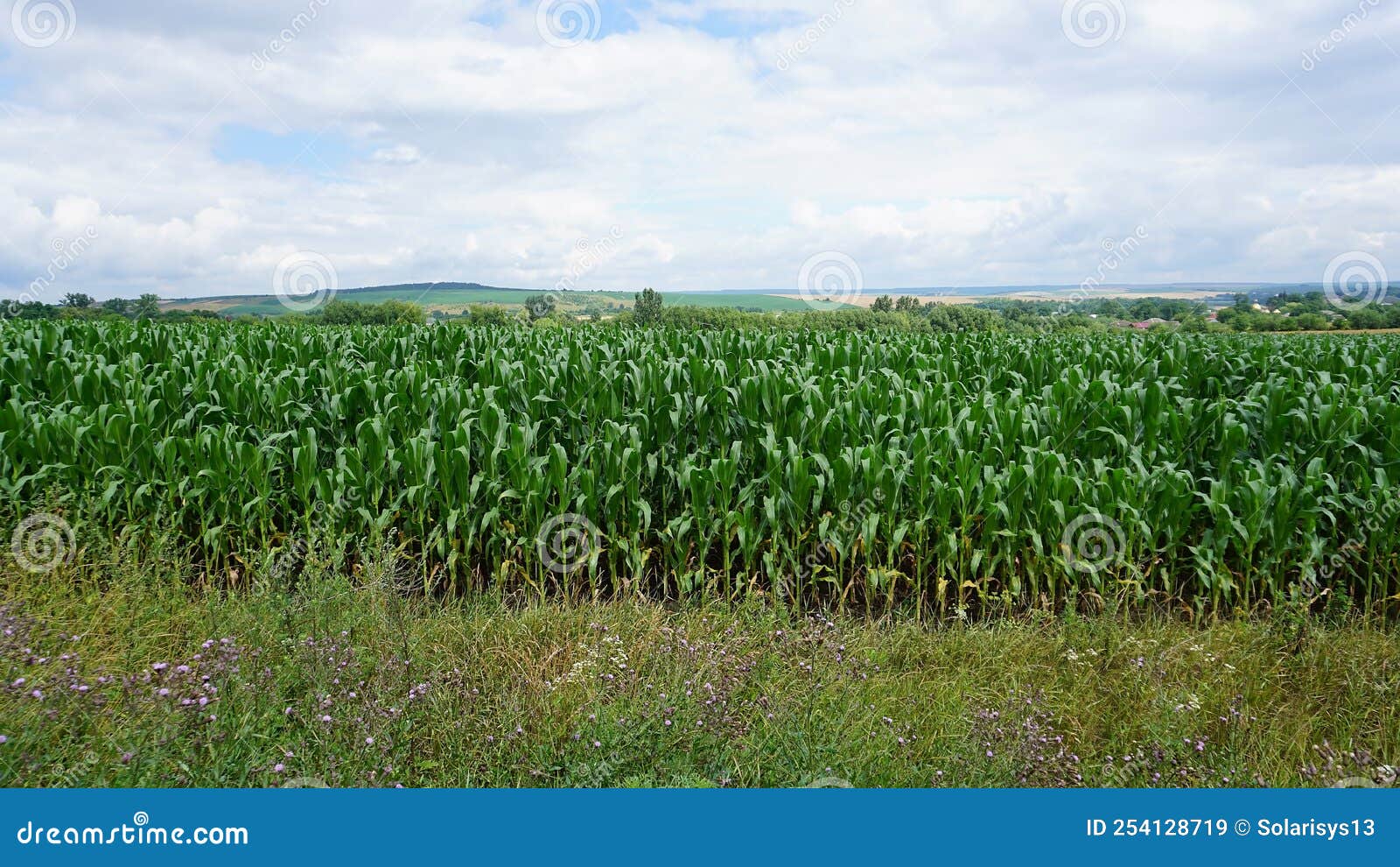 Corn Field, Corn on the Cob Stock Image - Image of agriculture, organic ...