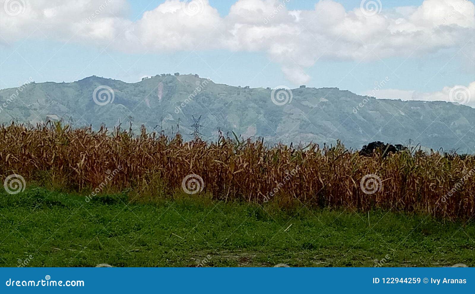 Corn Field stock image. Image of harvest, philippines - 122944259
